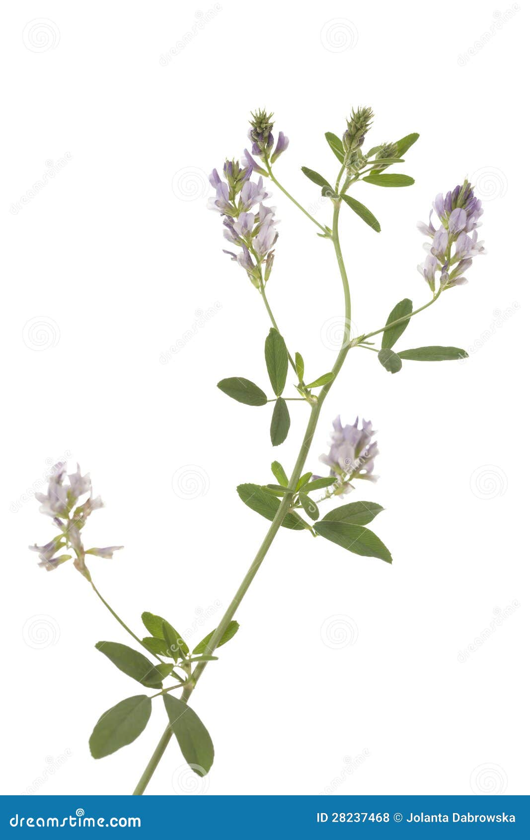 Lucerna da flor foto de stock. Imagem de luzerna, roxo - 28237468