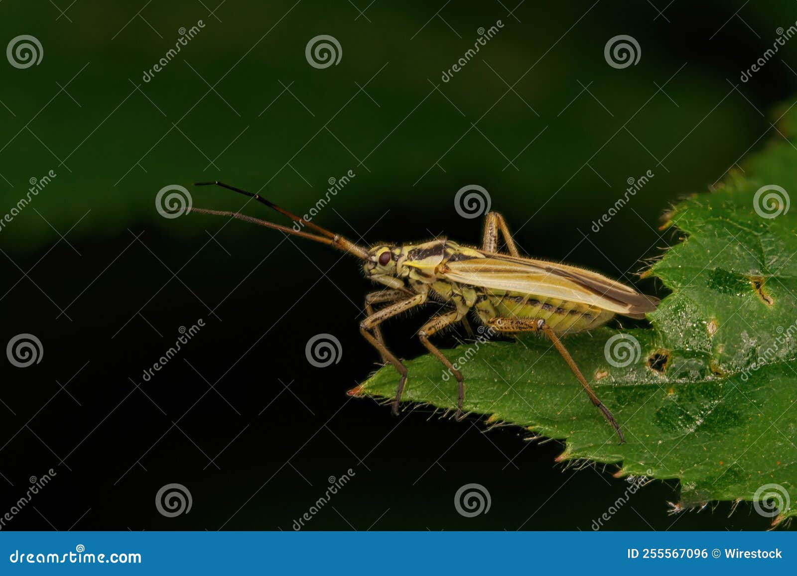 Lucerne Bug on a Green Leaf Stock Photo - Image of nature, wild: 255567096