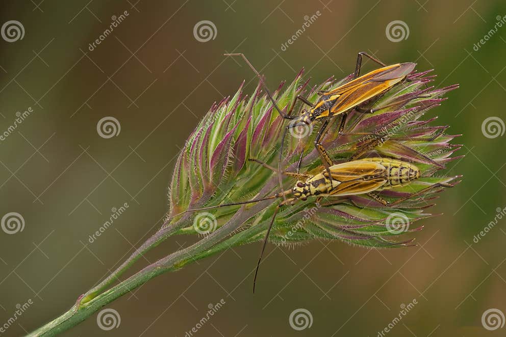 A Lucerne Bugs on a plant stock image. Image of summer - 255567095