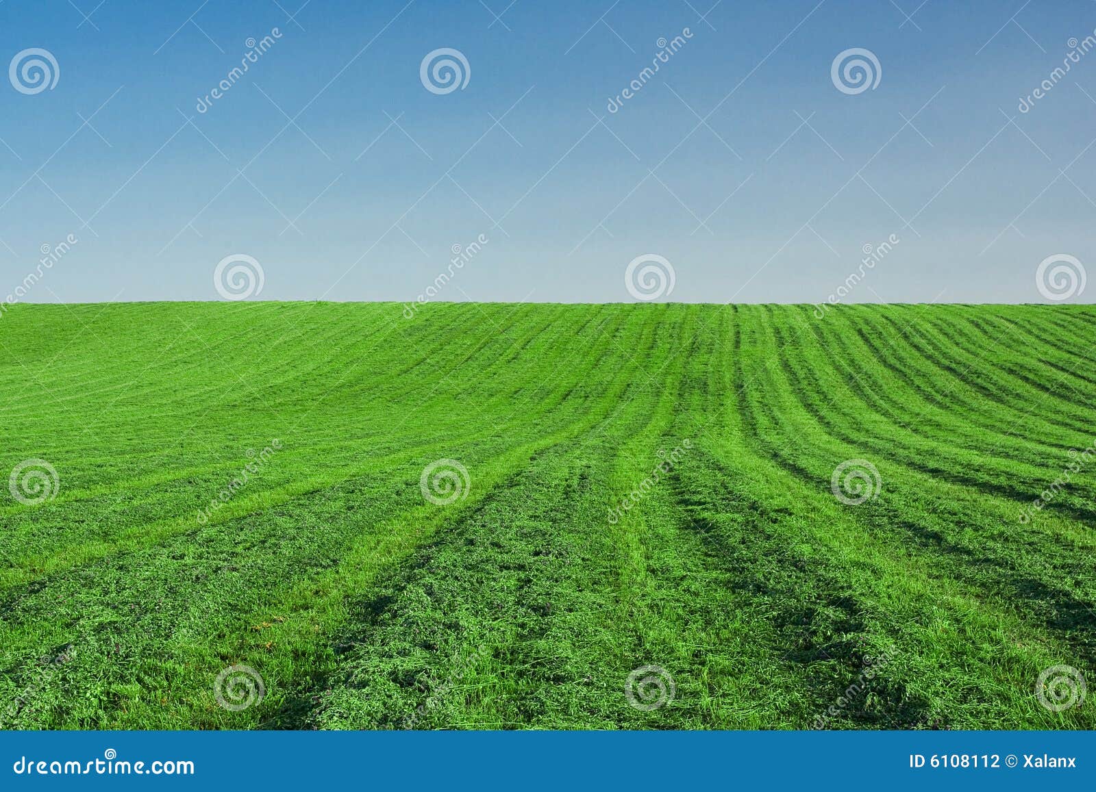 Lucerne field stock photo. Image of grow, fields, land - 6108112