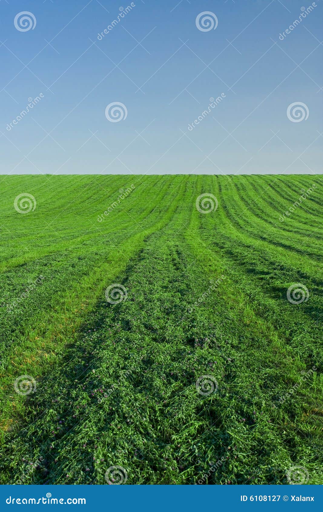 Lucerne field stock image. Image of abstract, countryside - 6108127
