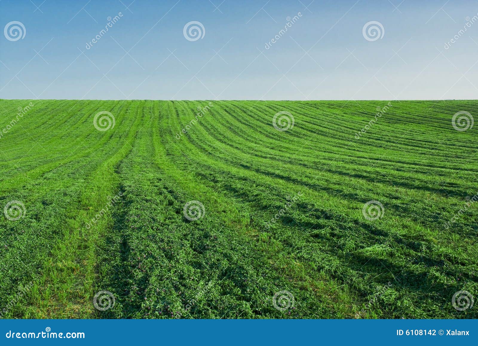 Lucerne field stock photo. Image of lawn, grass, farm - 6108142