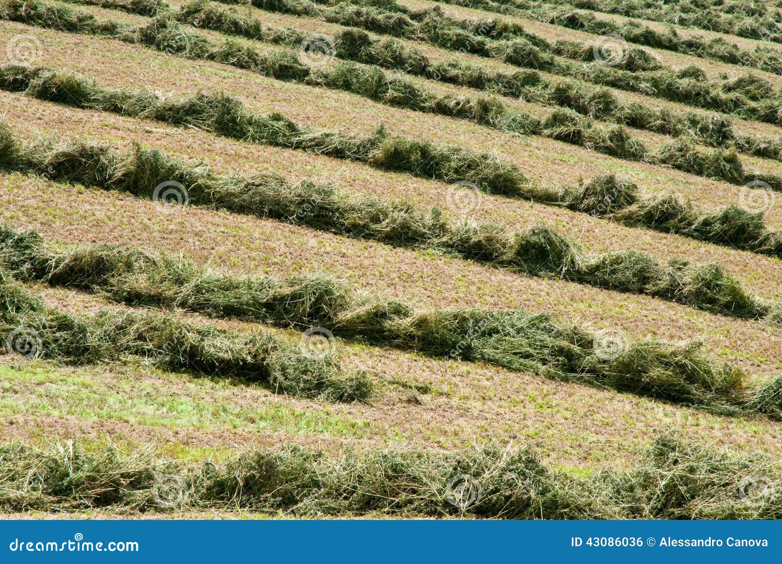 Lucerne field stock photo. Image of horizontal, outdoor - 43086036