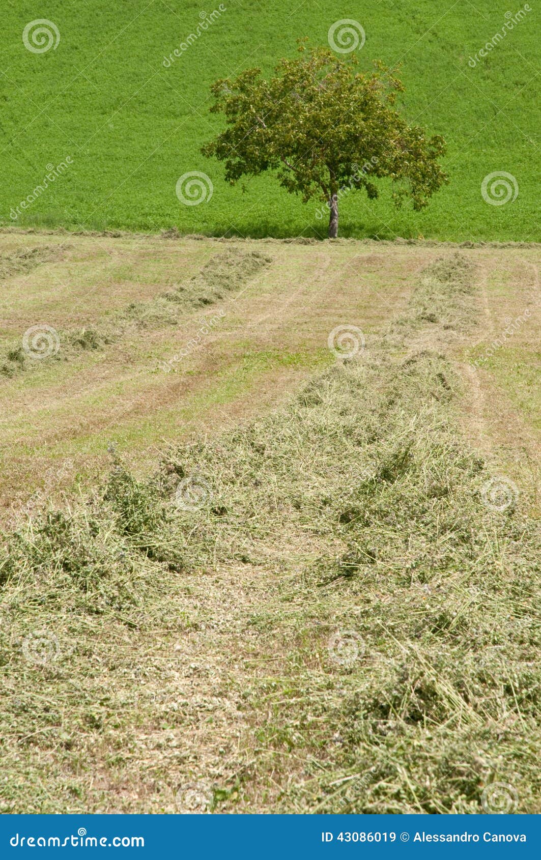 Lucerne field stock image. Image of sativa, outdoor, alfalfa - 43086019