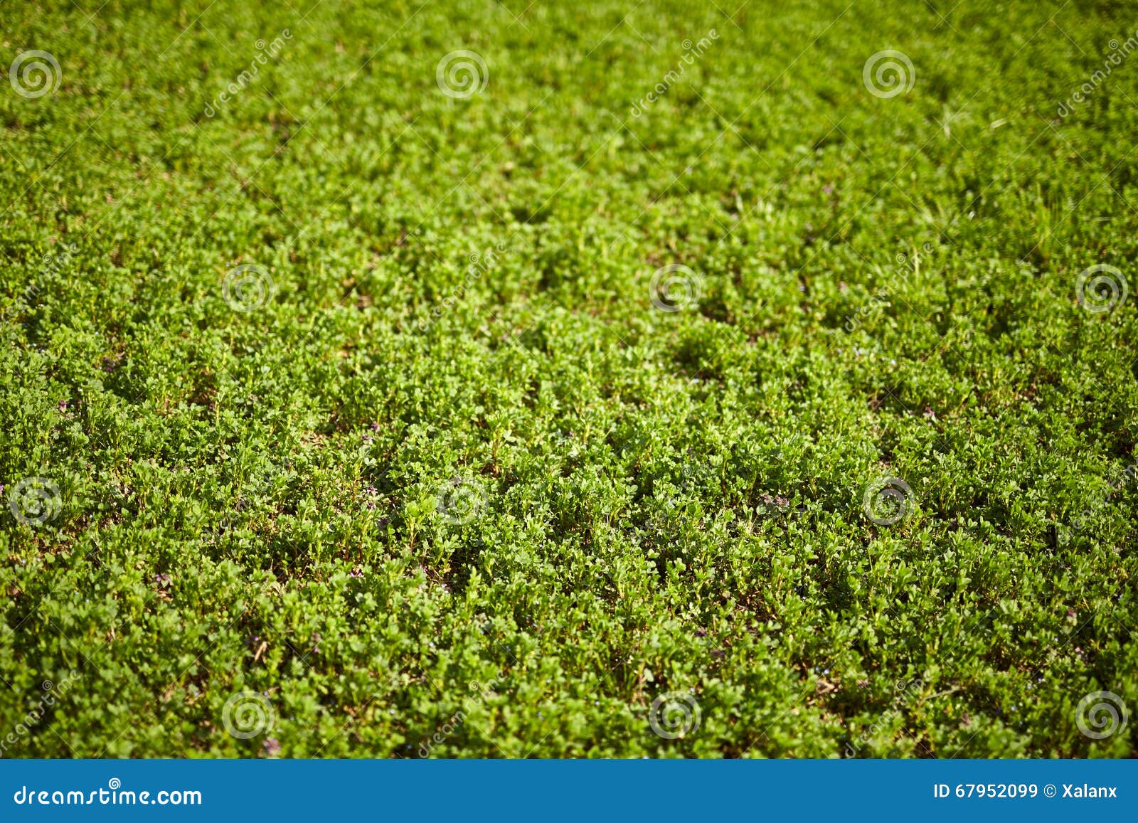 Lucerne Field in the Spring Stock Image - Image of environment, land ...