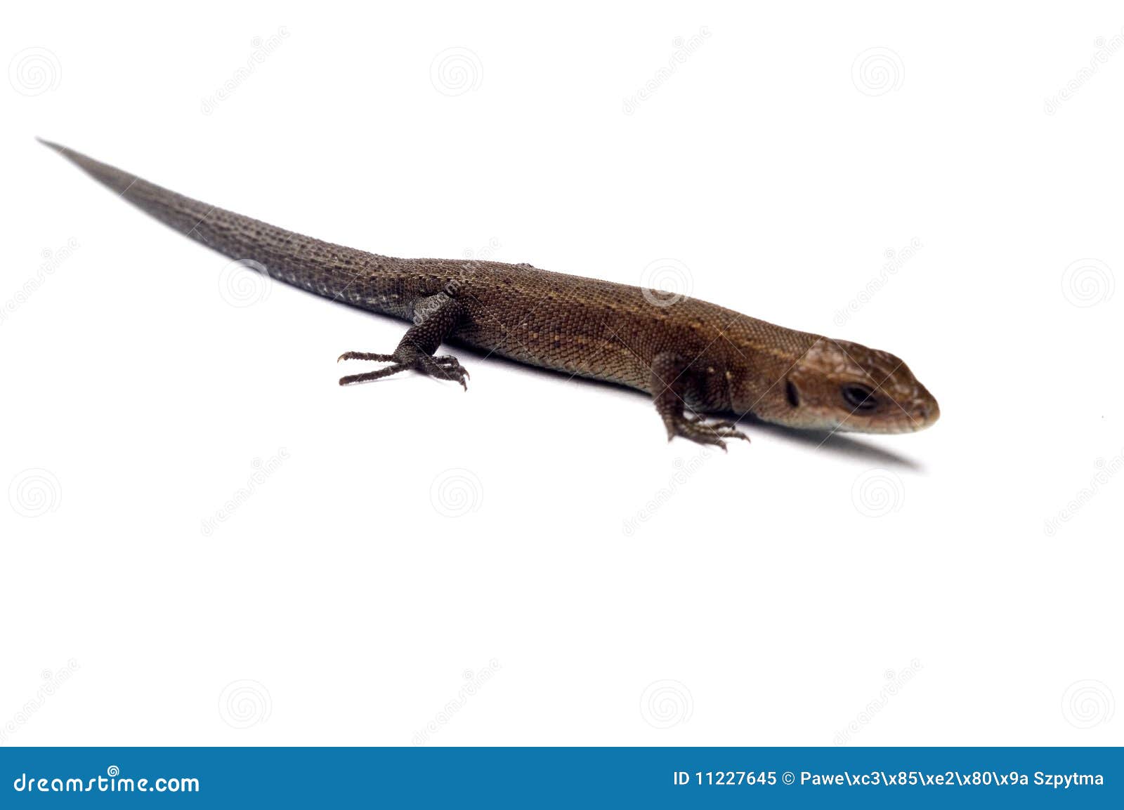 Lucertola immagine stock. Immagine di erpetologia, biologia - 11227645