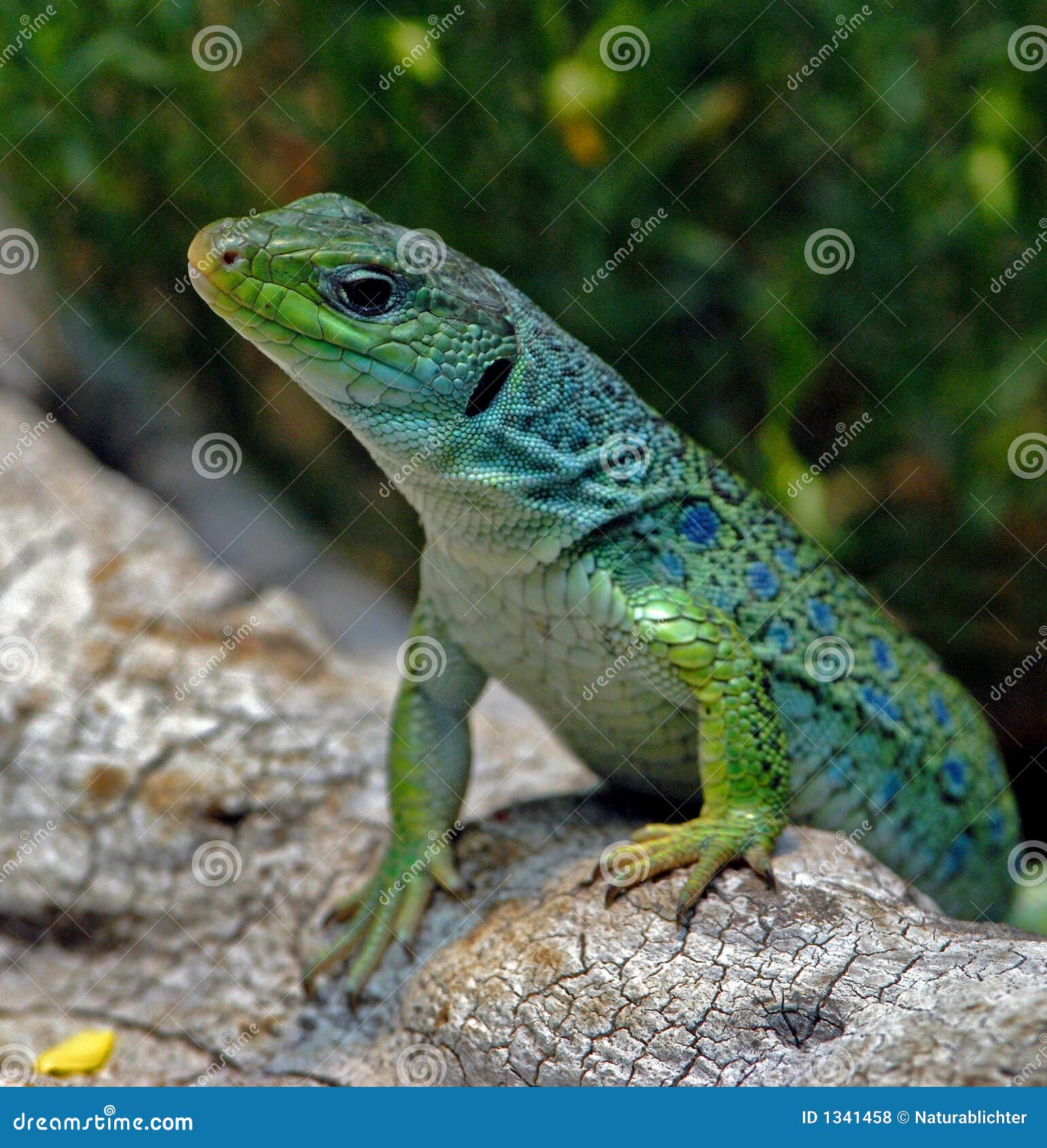Lucertola fotografia stock. Immagine di verde, bellezza - 1341458