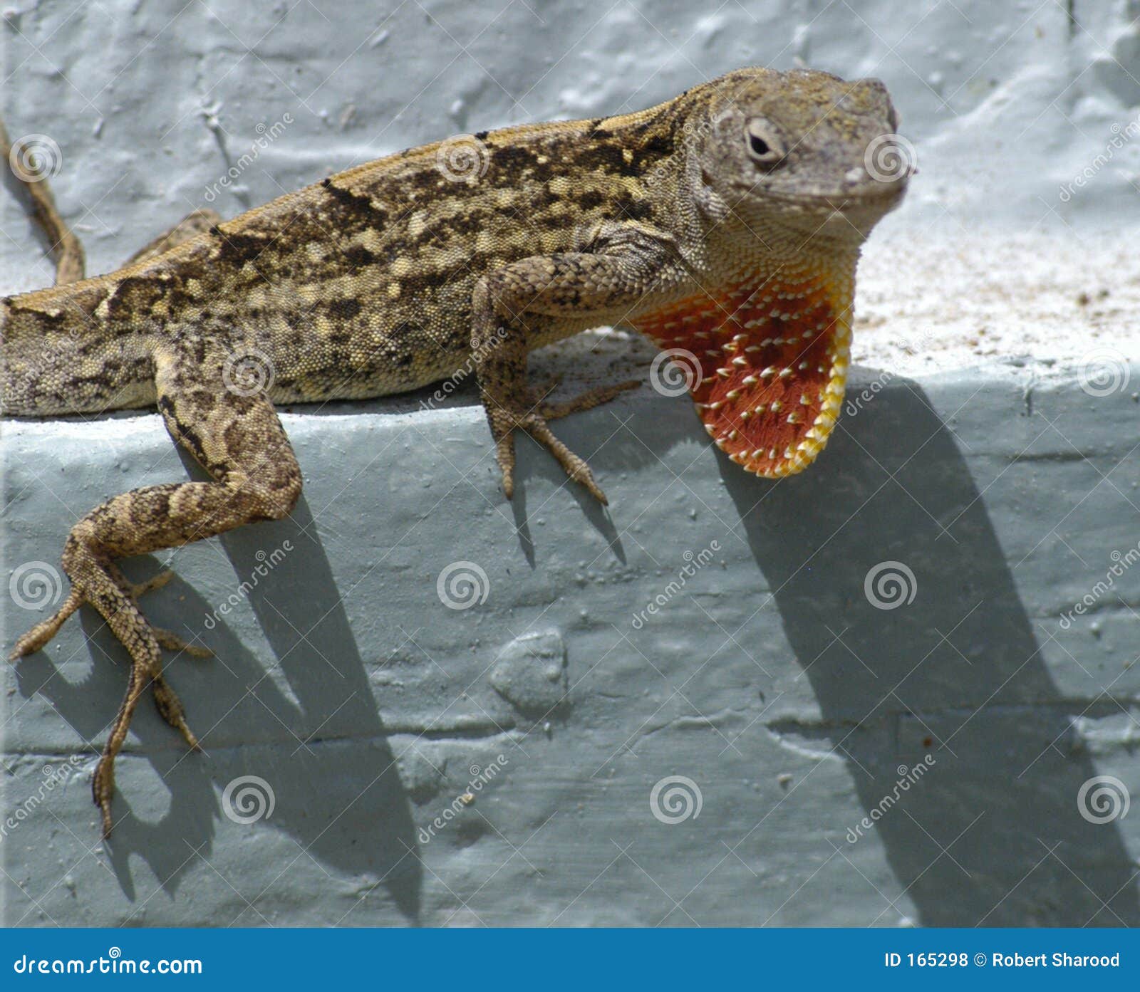 Lucertola fotografia stock. Immagine di animale, rettile - 165298