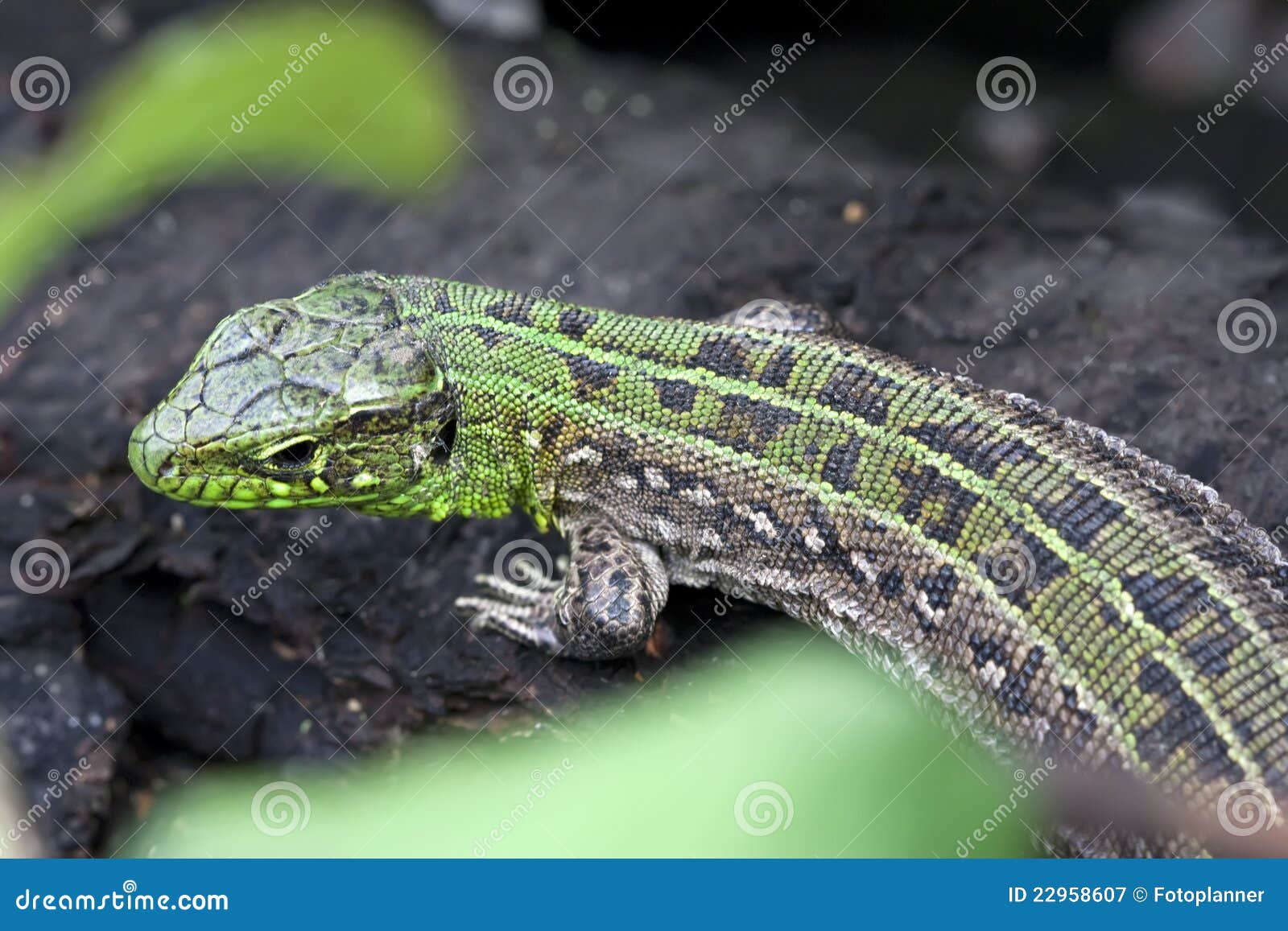 Lucertola immagine stock. Immagine di rettile, verde - 22958607
