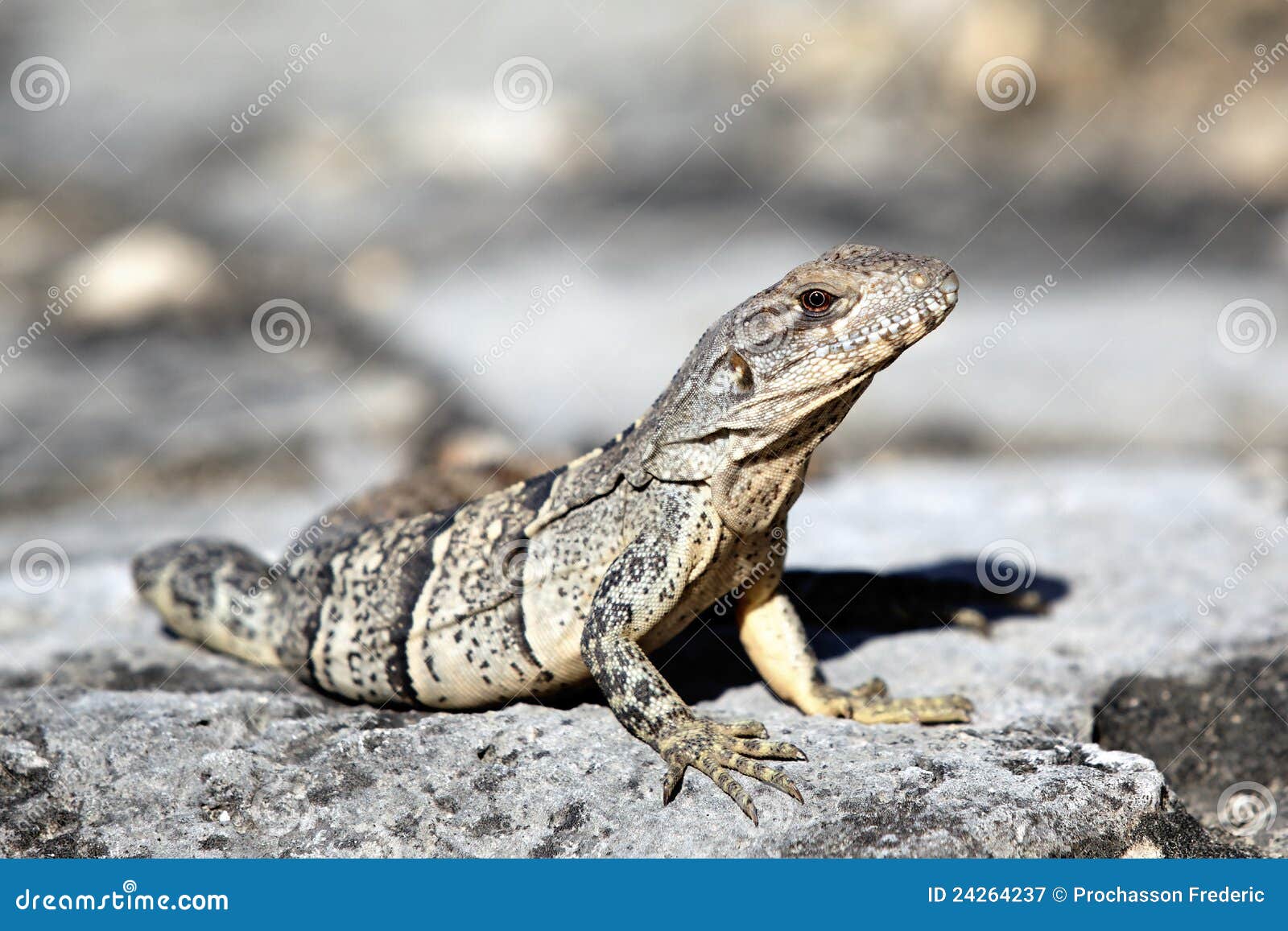 Lucertola immagine stock. Immagine di deserto, rampicante - 24264237