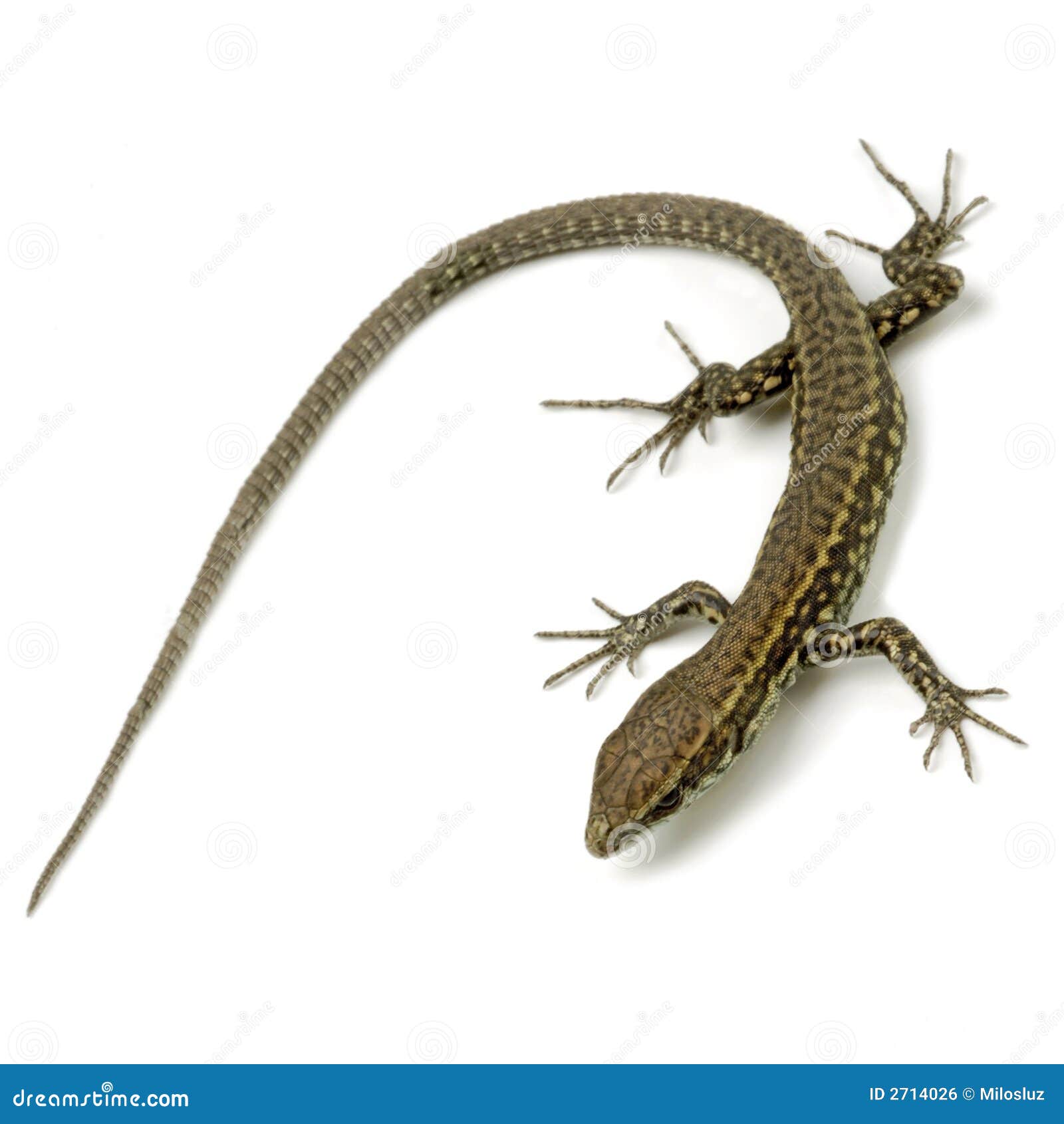 Lucertola fotografia stock. Immagine di animale, isolato - 2714026