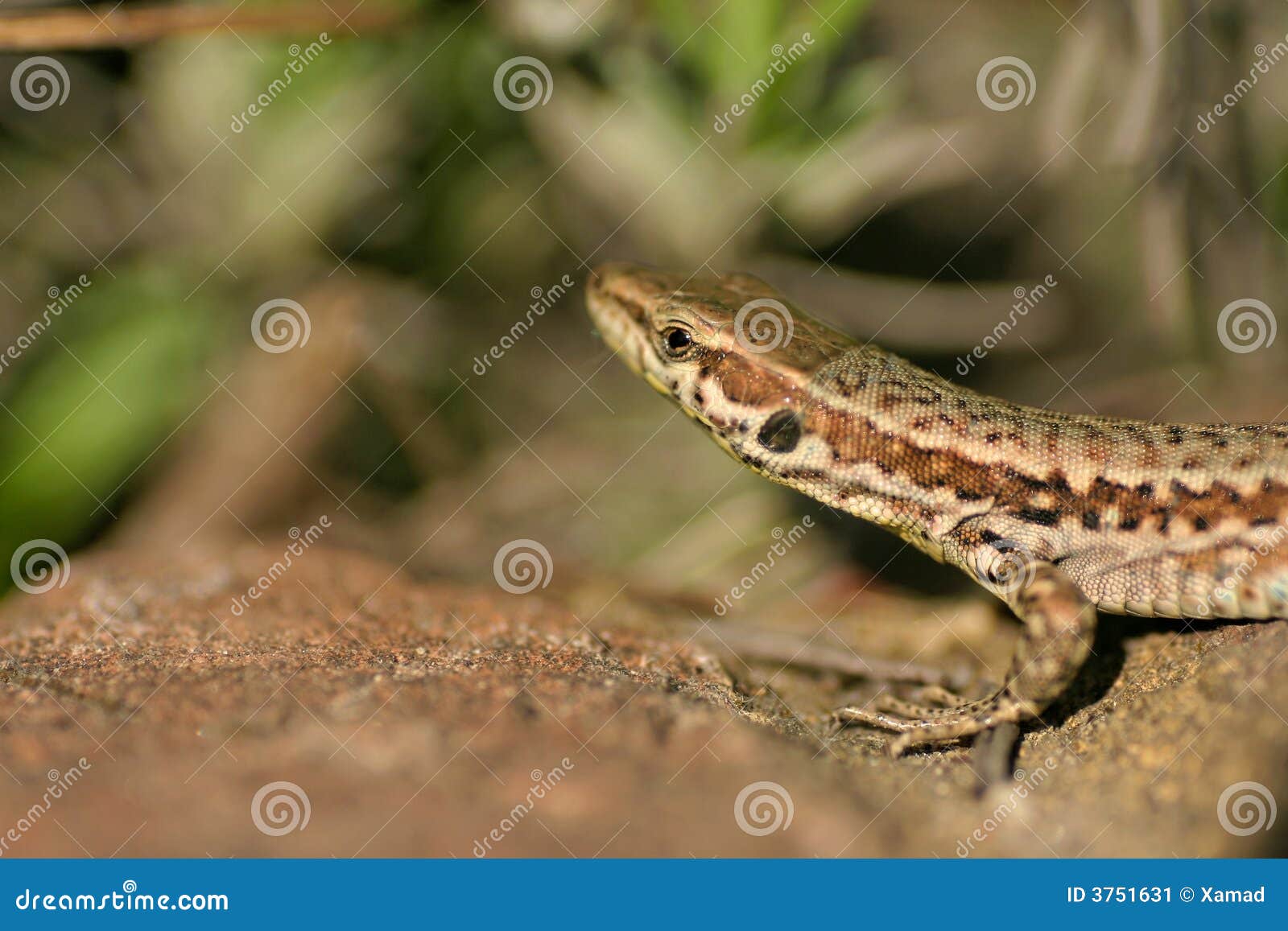 Lucertola immagine stock. Immagine di isolato, macro, bestia - 3751631