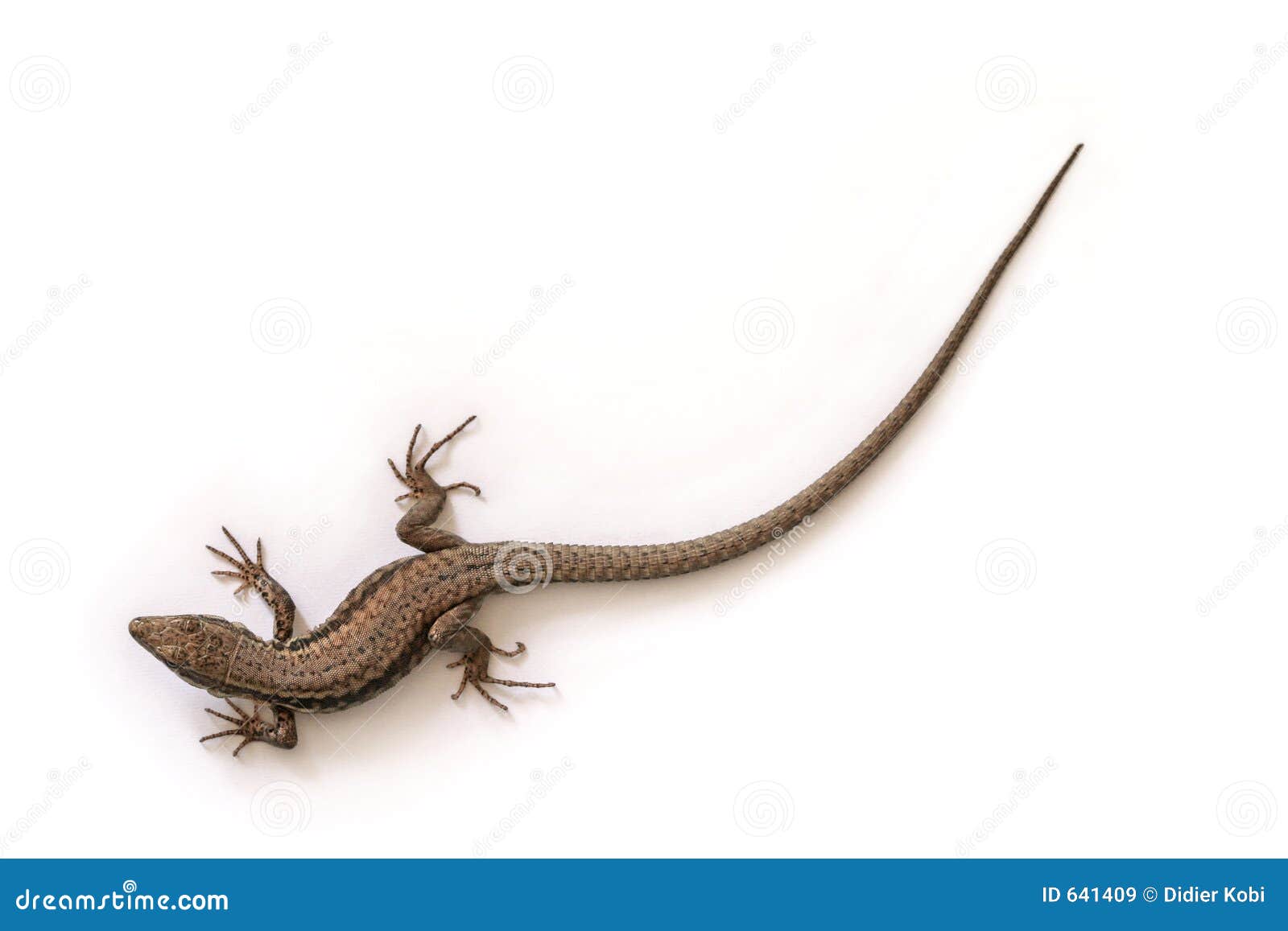 Lucertola immagine stock. Immagine di natura, strisciamento - 641409
