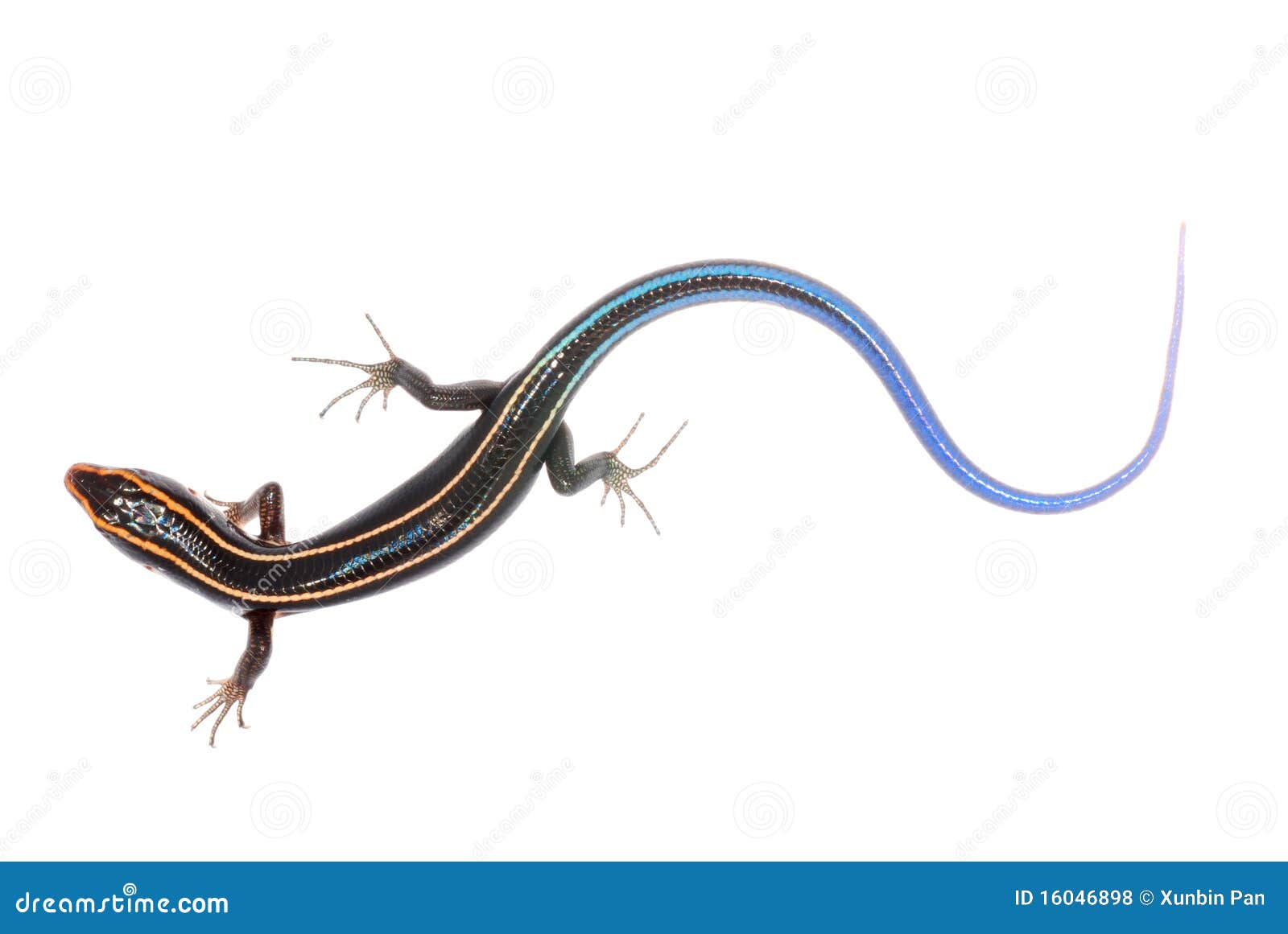 Lucertola Blu Dello Skink Della Coda Fotografia Stock - Immagine di ...