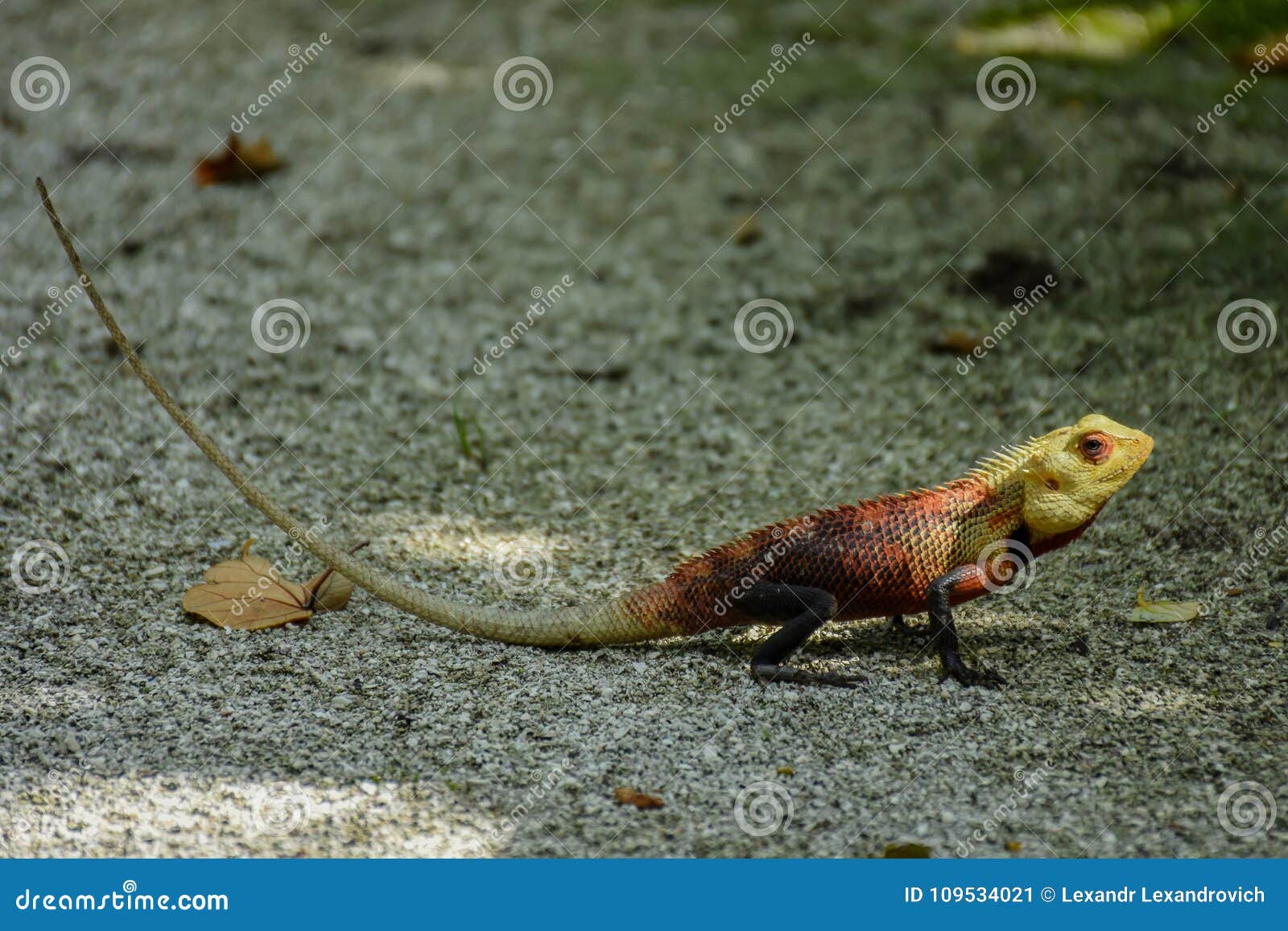 Lucertola Con La Coda Lunga Che Si Siede Sulla Terra Immagine Stock ...