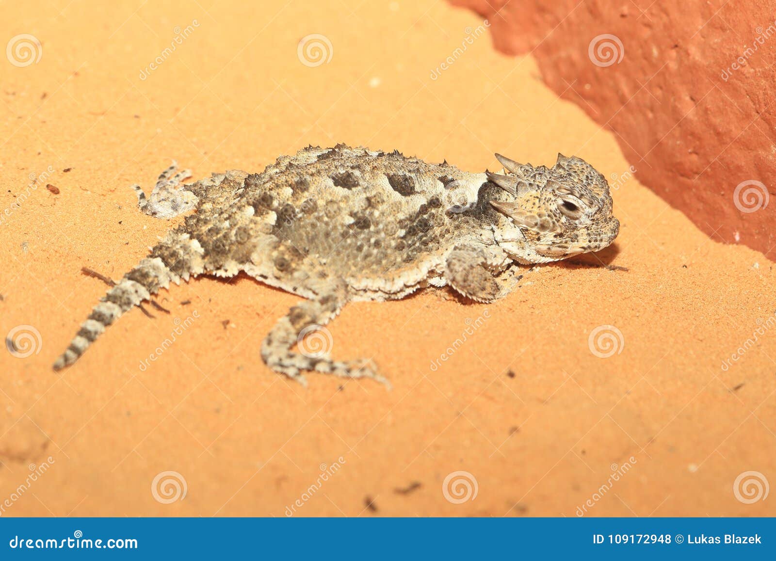 Lucertola Cornuta Del Deserto Fotografia Stock - Immagine di rettile ...