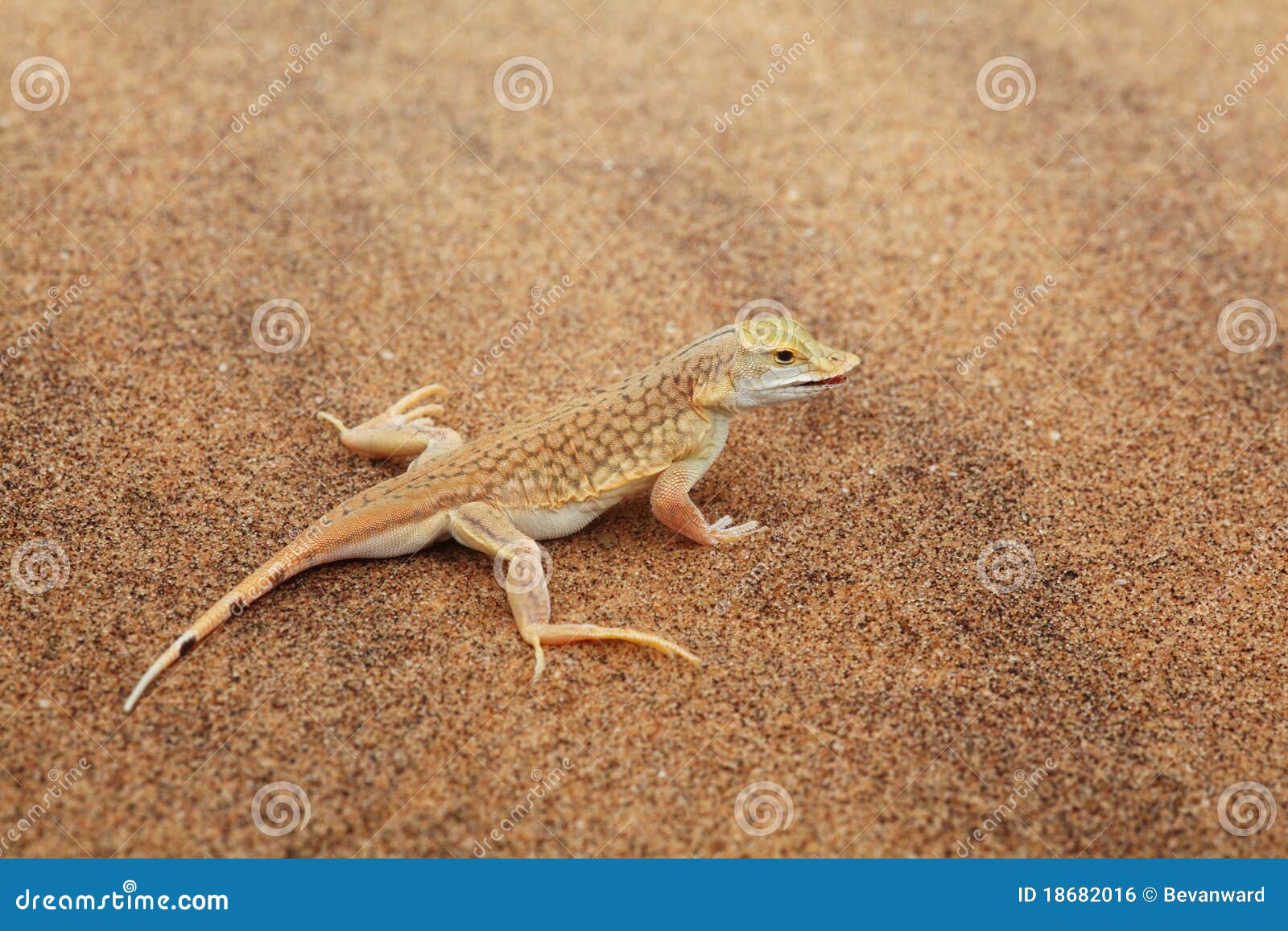 Lucertola del deserto fotografia stock. Immagine di sabbia - 18682016