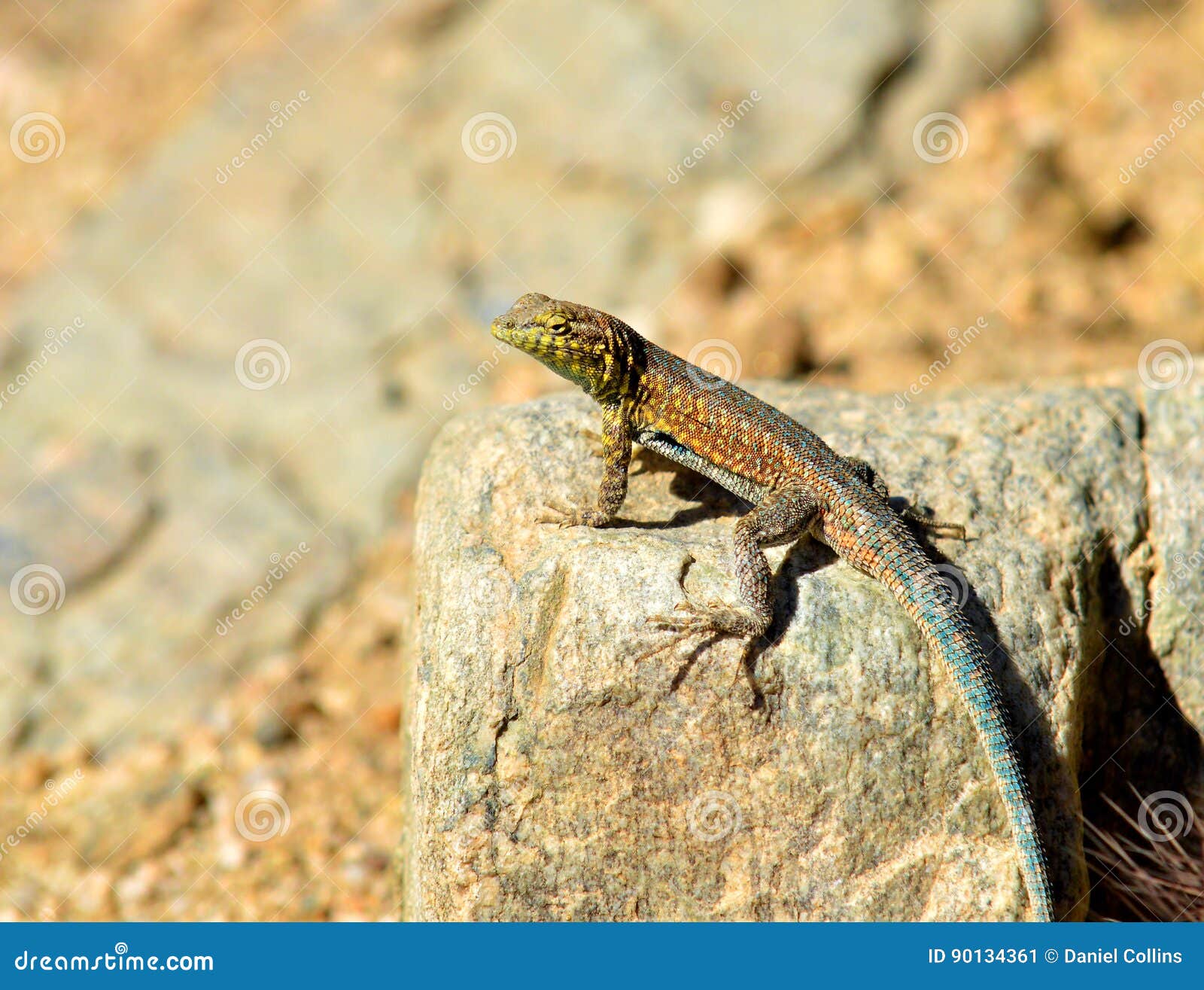 Lucertola del deserto immagine stock. Immagine di sempre - 90134361