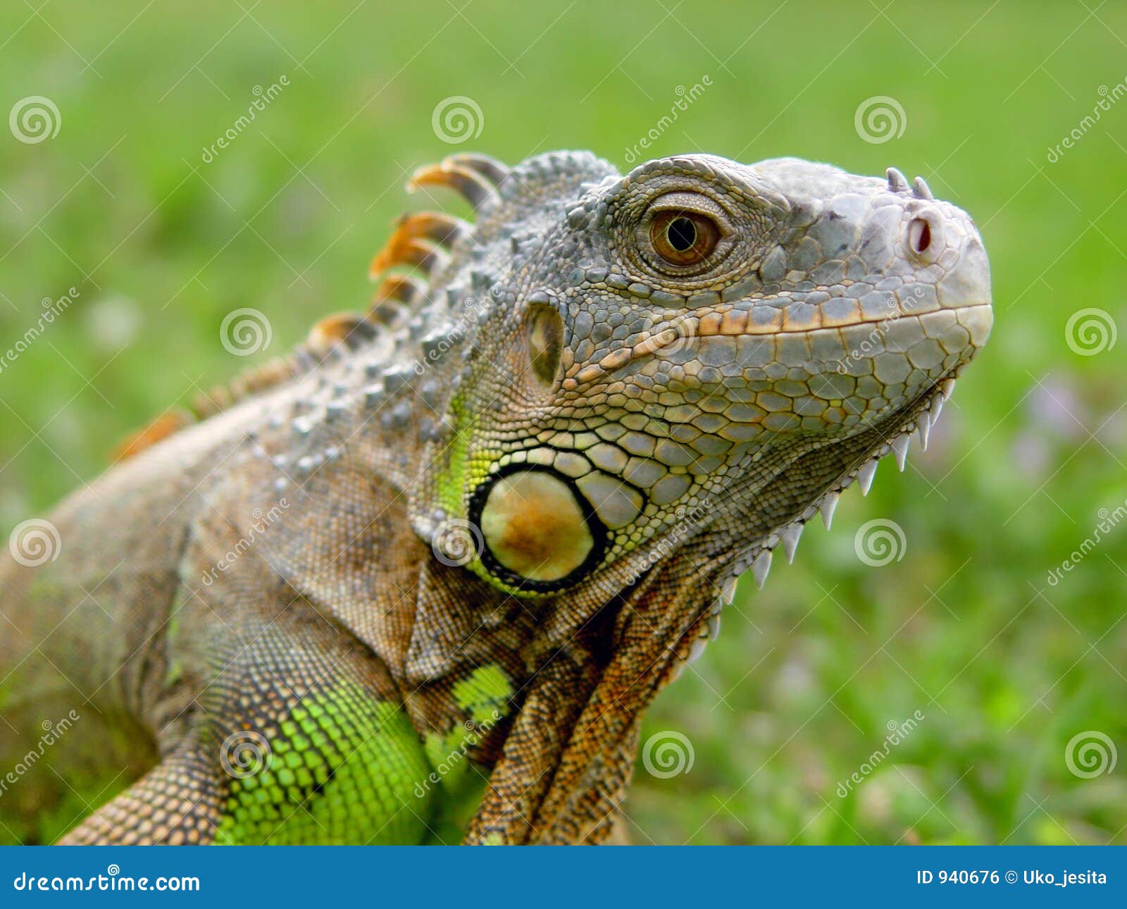 Lucertola Dell'iguana - Rettile Fotografia Stock - Immagine di filiale ...