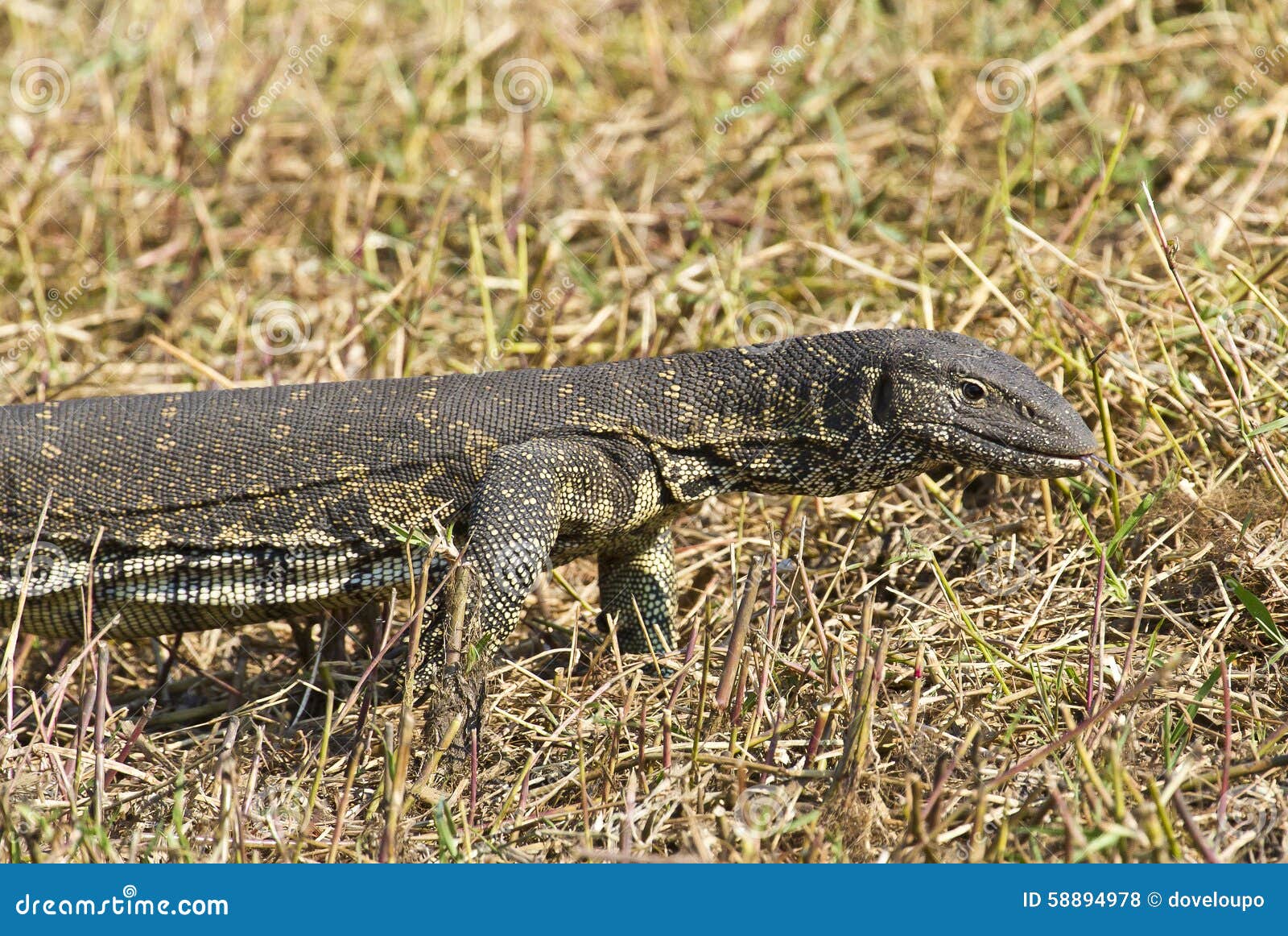 Lucertola di monitor fotografia stock. Immagine di erboso - 58894978