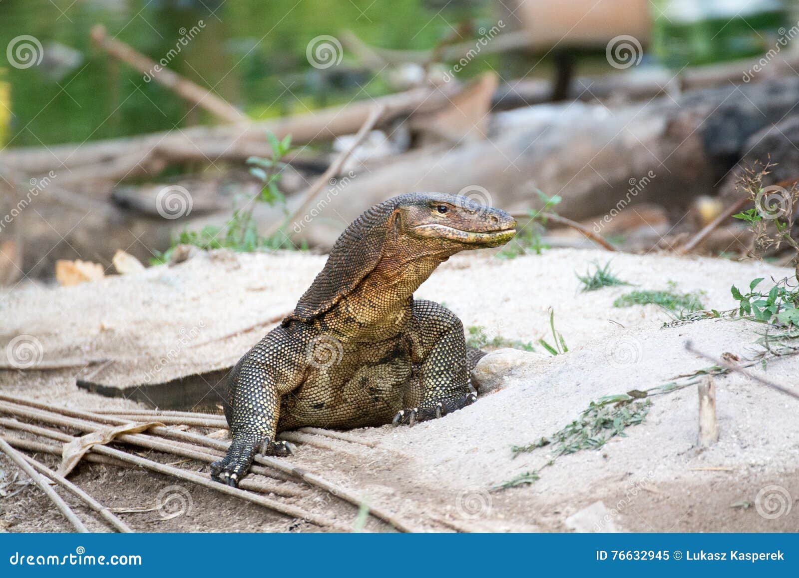 Lucertola di monitor immagine stock. Immagine di esotico - 76632945