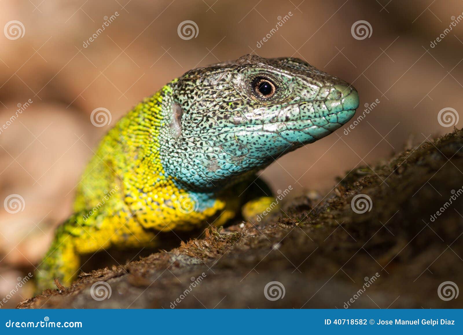 Lucertola Gialla E Blu Piacevole Fotografia Stock - Immagine di fronde ...