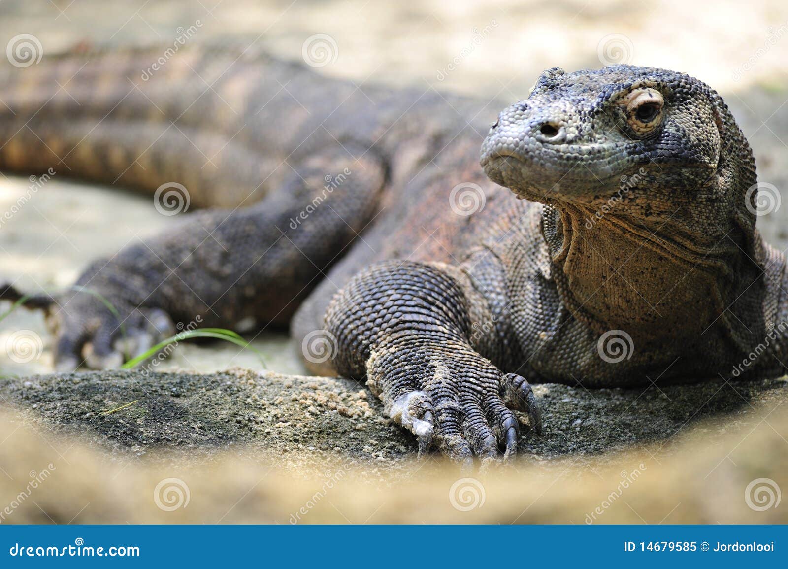 Lucertola gigante immagine stock. Immagine di lucertola - 14679585