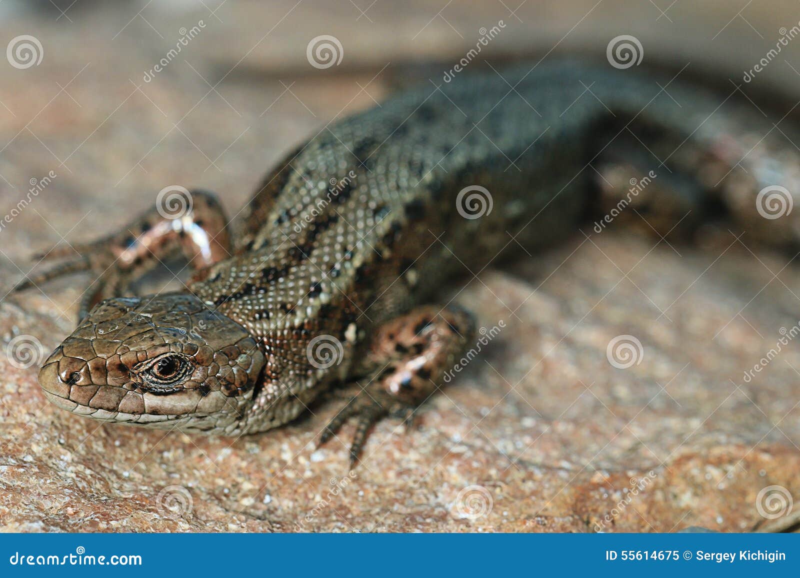 Lucertola marrone immagine stock. Immagine di naturalizzato - 55614675