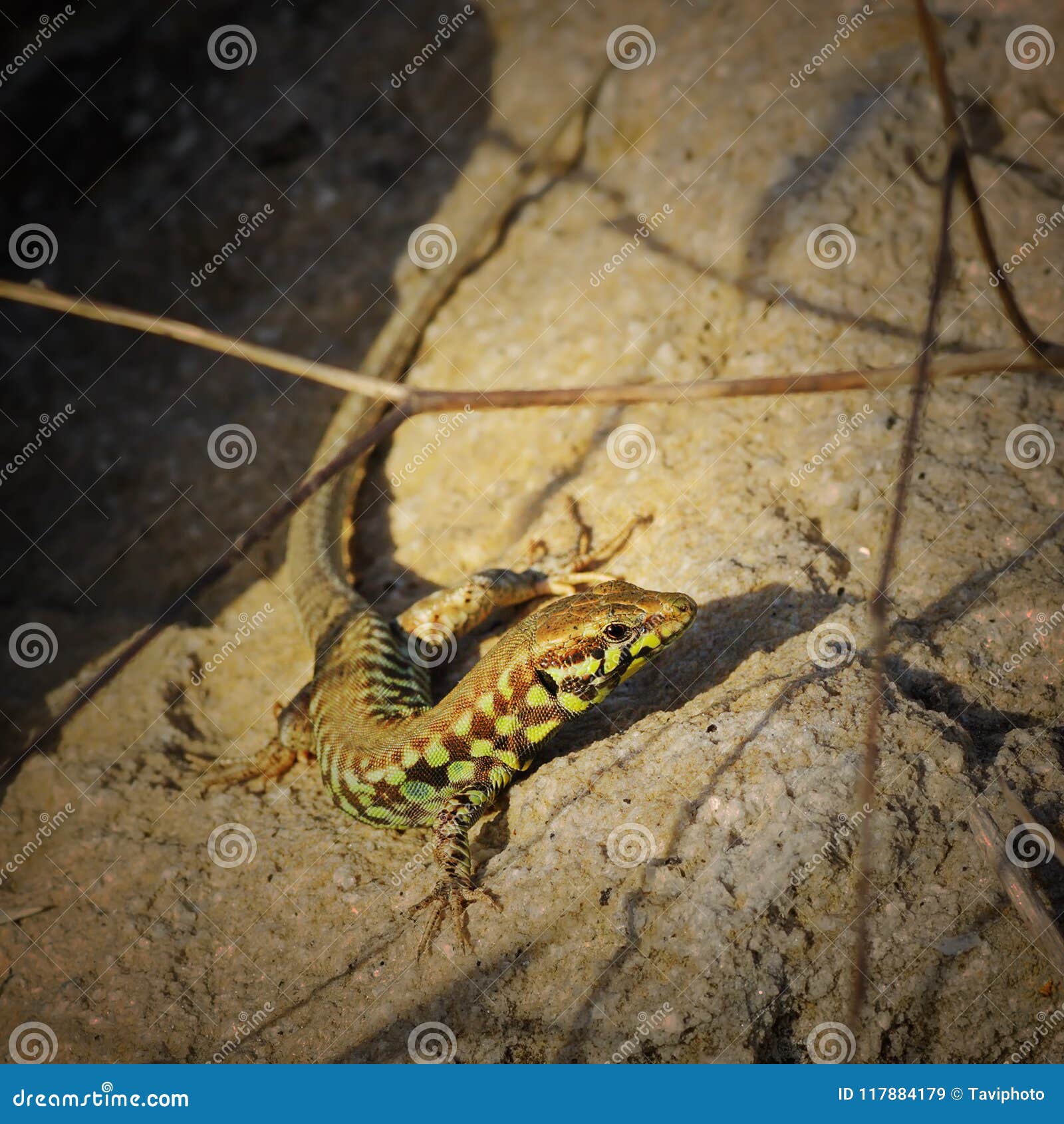 Lucertola Rara Della Parete Di Milo Immagine Stock - Immagine di ...