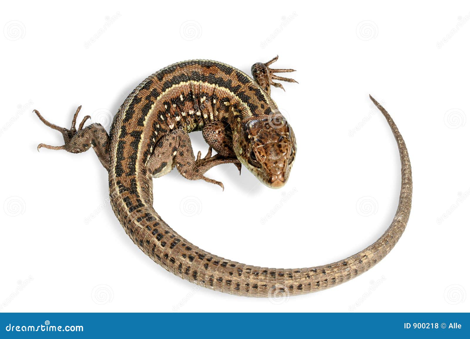 Lucertola roteata fotografia stock. Immagine di occhio - 900218
