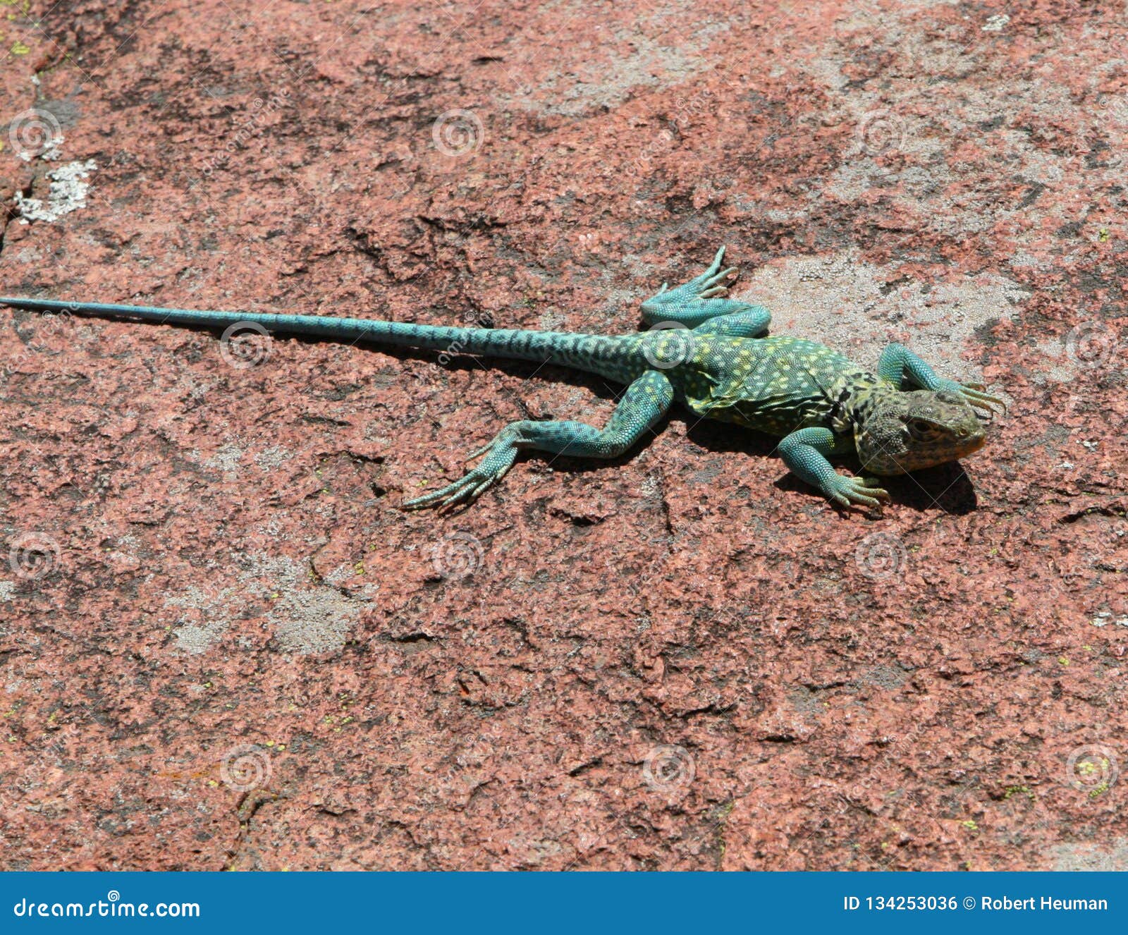Lucertola Variopinta Su Una Roccia Rosa Fotografia Stock - Immagine di ...
