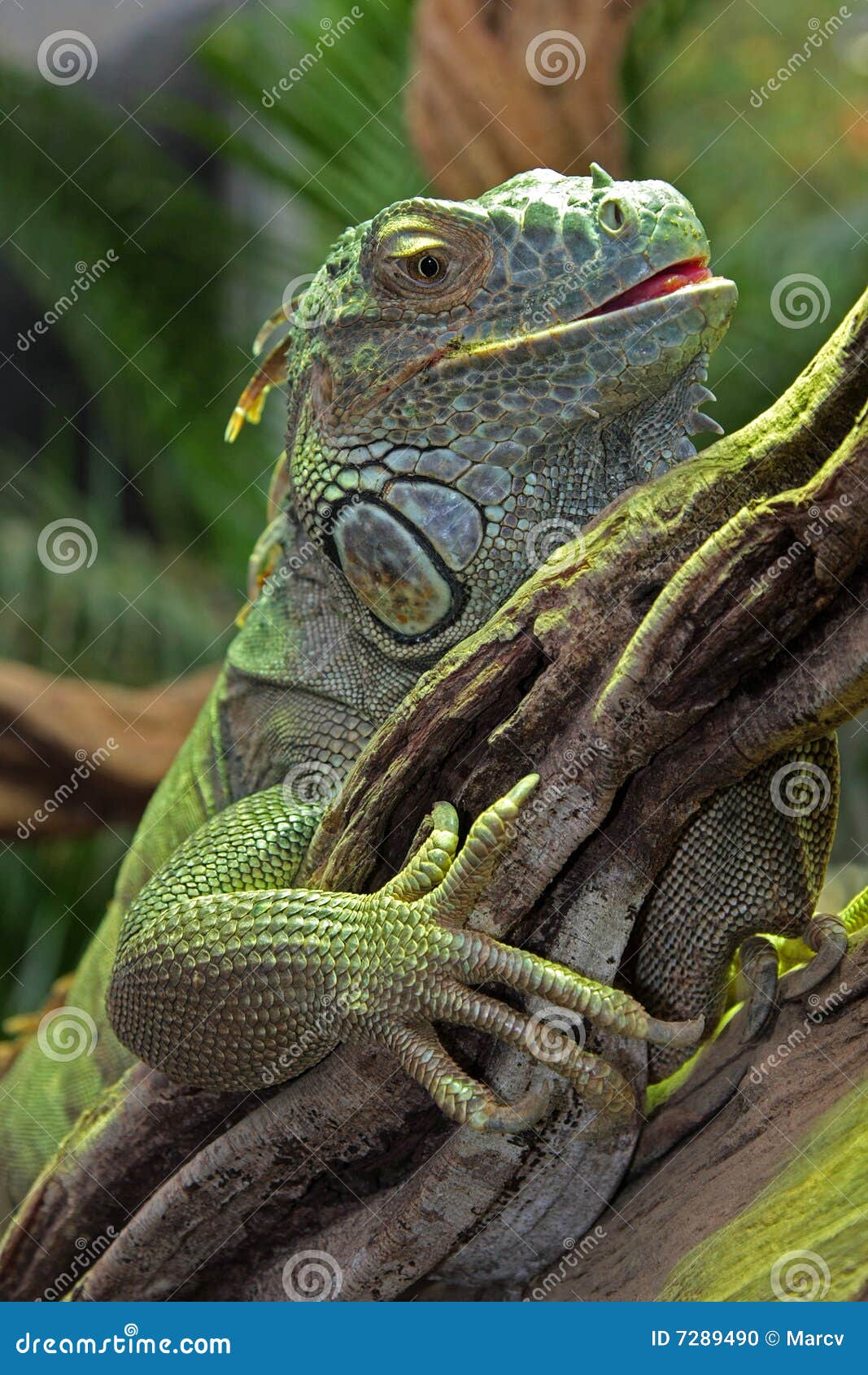 Lucertola verde fotografia stock. Immagine di lucertola - 7289490