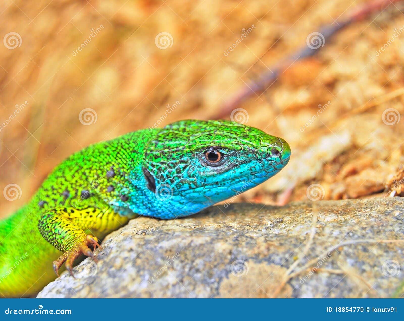 Lucertola Verde Con La Bocca Blu Fotografia Stock - Immagine di naughty ...