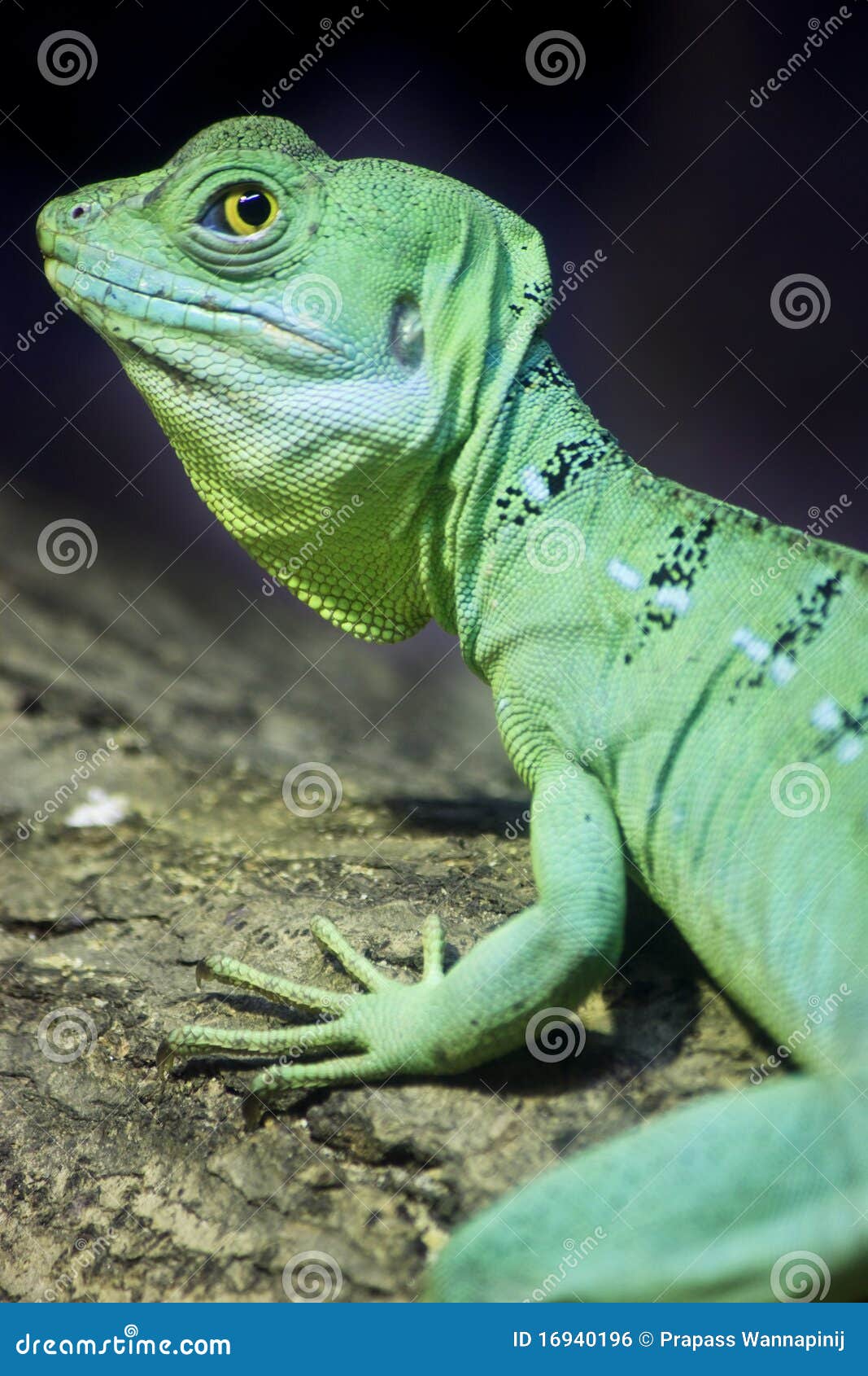 Lucertola Verde Variopinta Del Basilisco Fotografia Stock - Immagine di ...