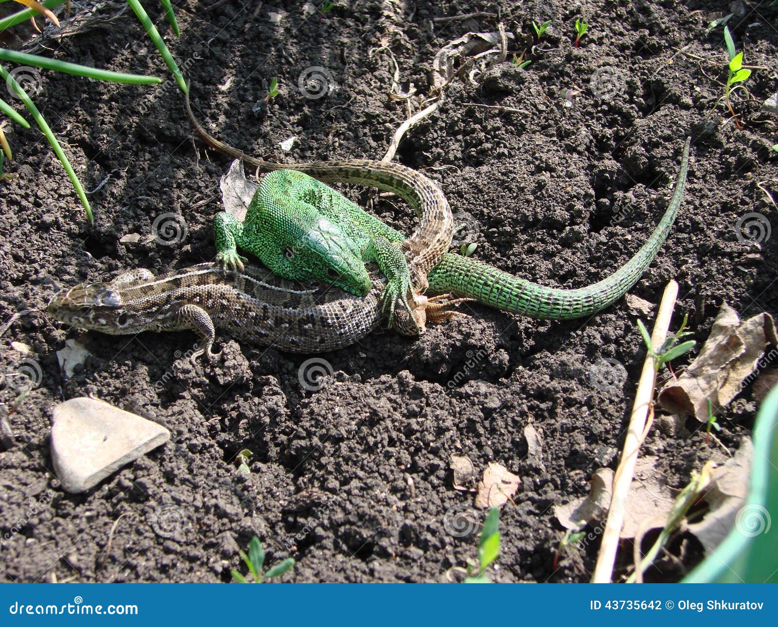 Lucertole fotografia stock. Immagine di verde, morso - 43735642