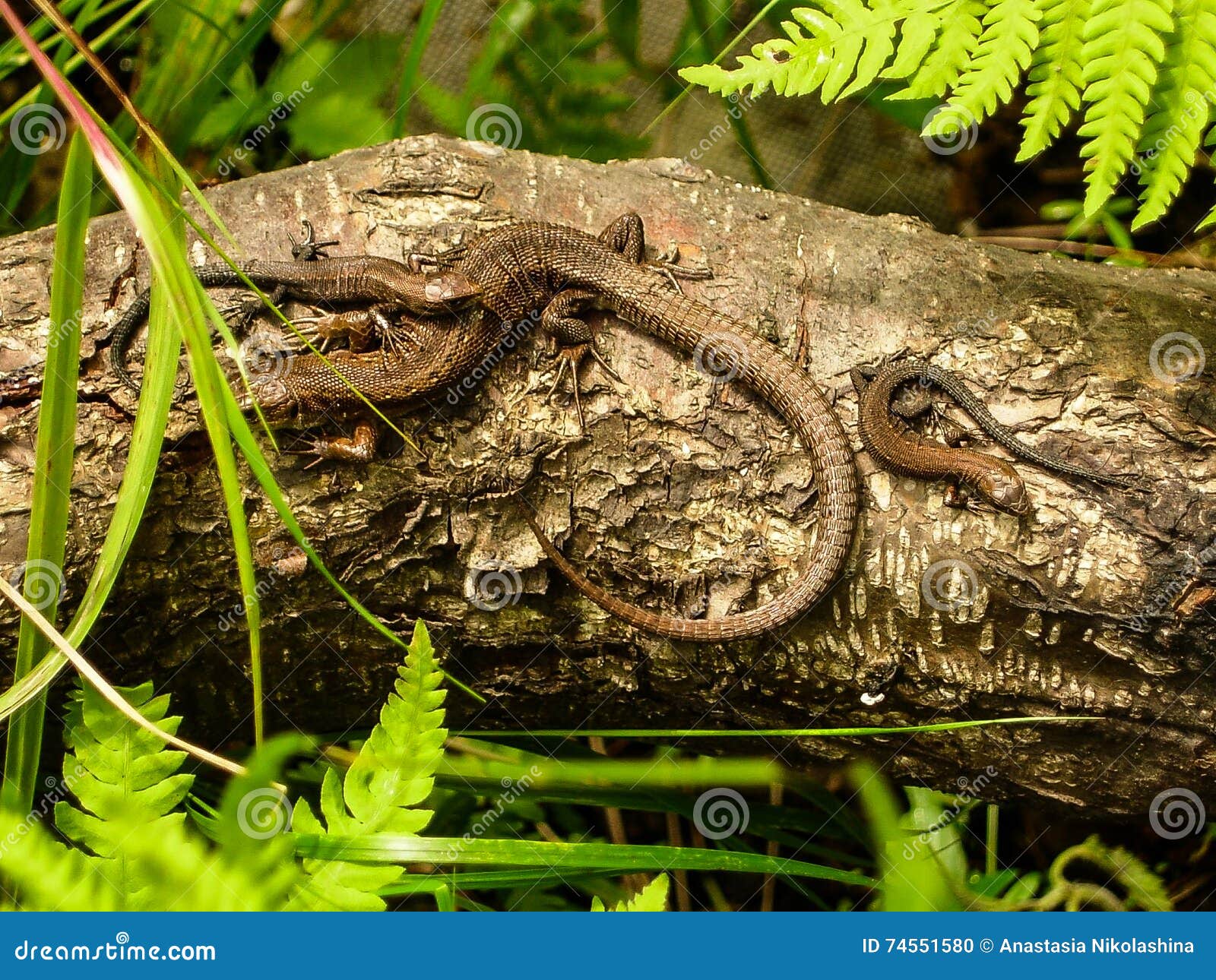 Lucertole fotografia stock. Immagine di pelle, animale - 74551580