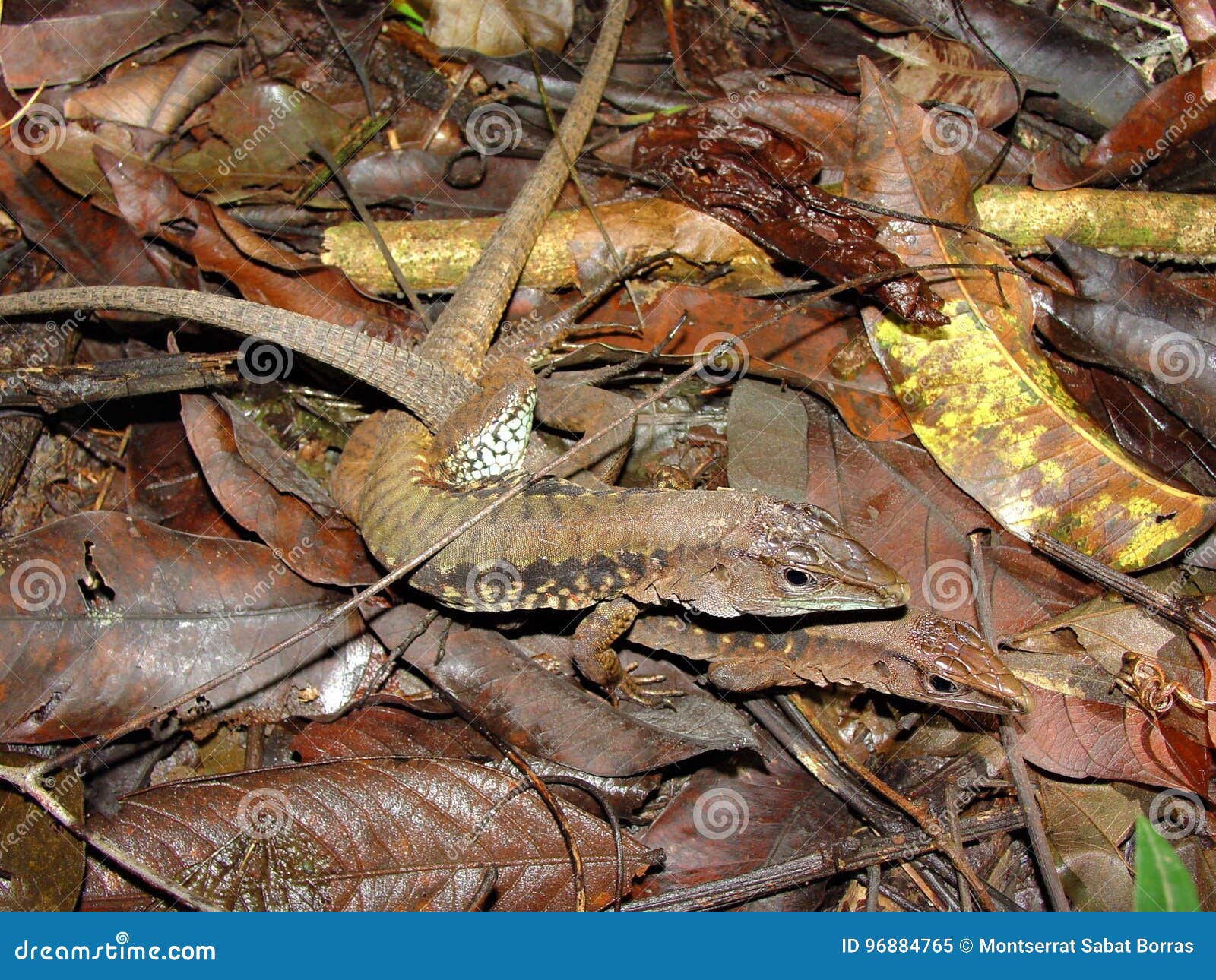 Lucertole immagine stock. Immagine di lucertola, fauna - 96884765