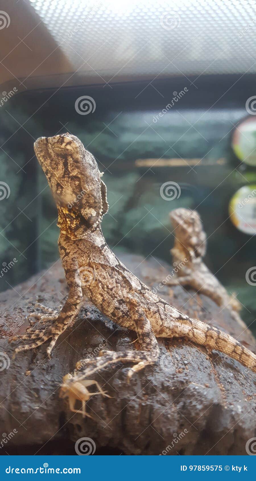 Lucertole immagine stock. Immagine di gabbia, distensione - 97859575