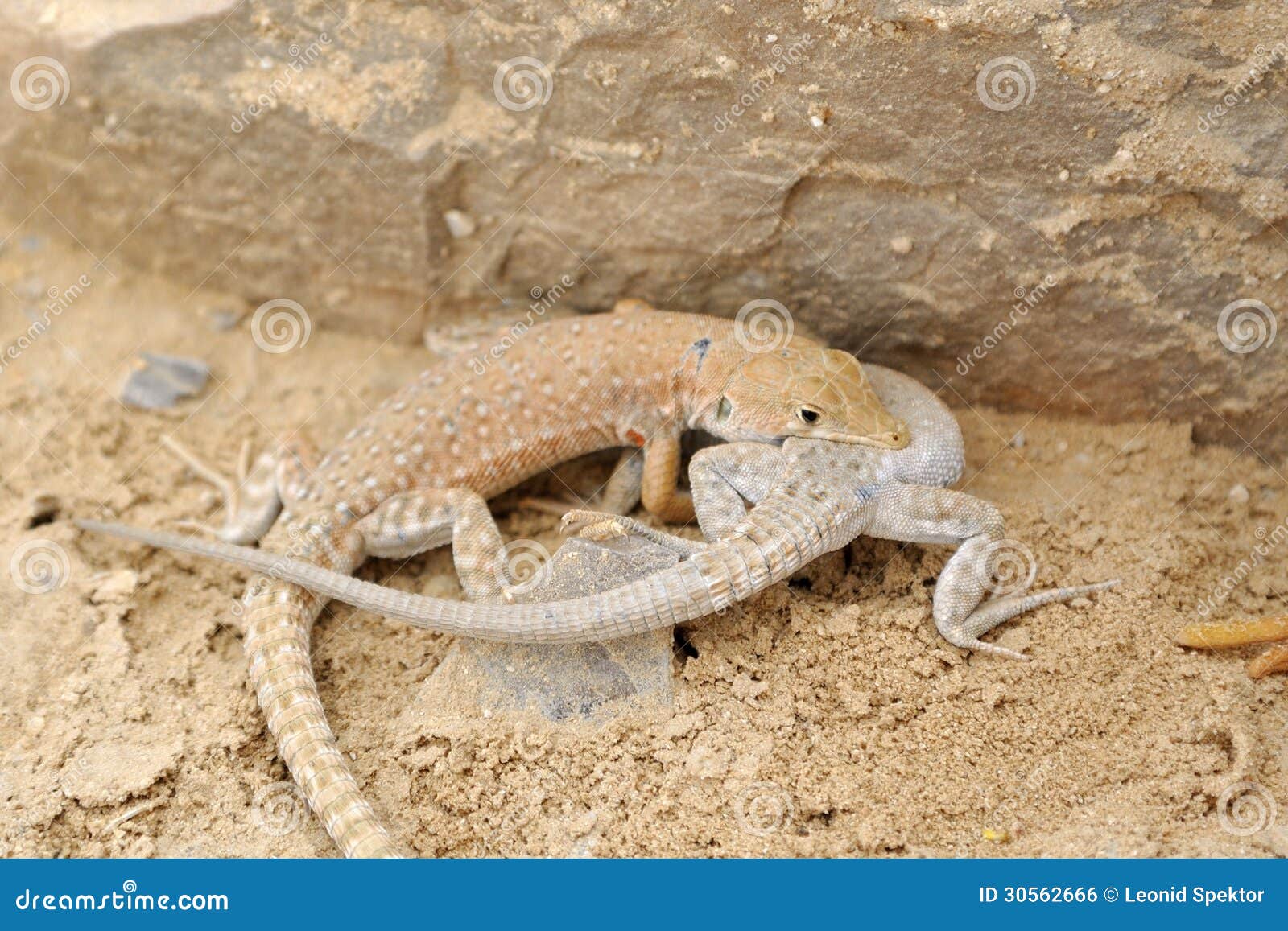 Lucertole del deserto. fotografia stock. Immagine di animali - 30562666