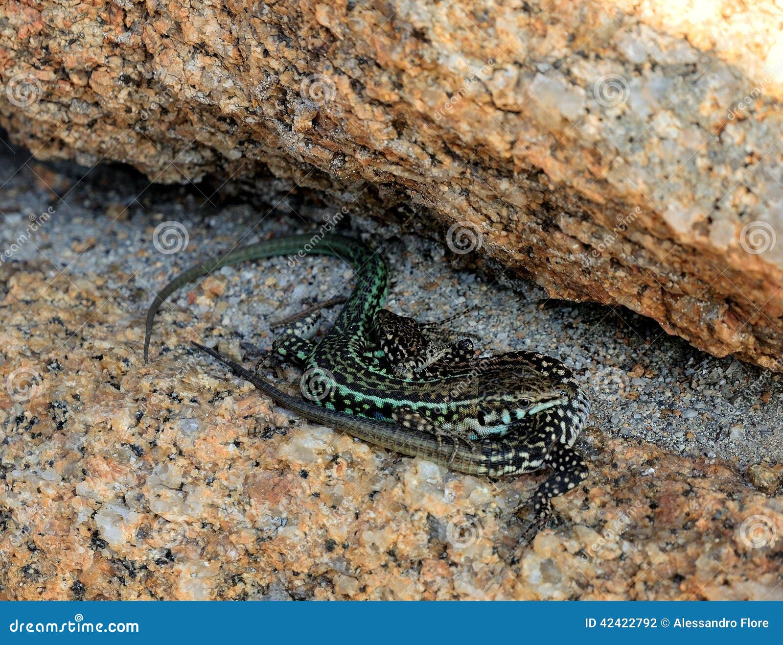 Lucertole in Sardegna fotografia stock. Immagine di animale - 42422792