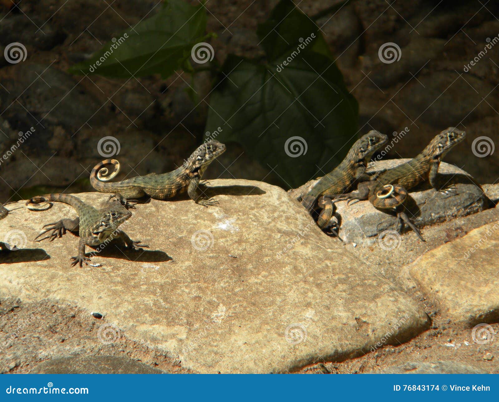 Lucertole su roccia fotografia stock. Immagine di sorelle - 76843174