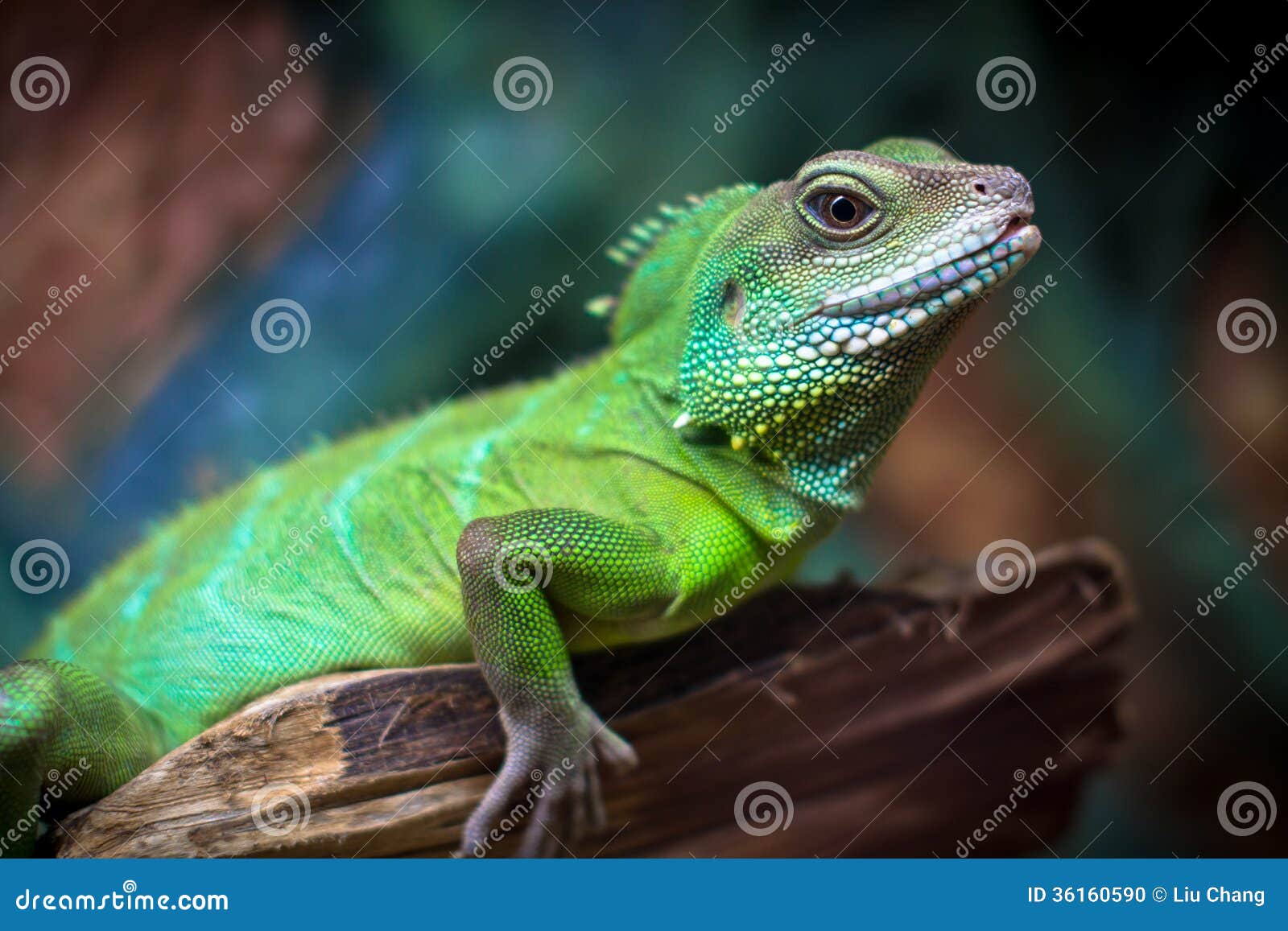 Lucertole verdi fotografia stock. Immagine di anfibi - 36160590