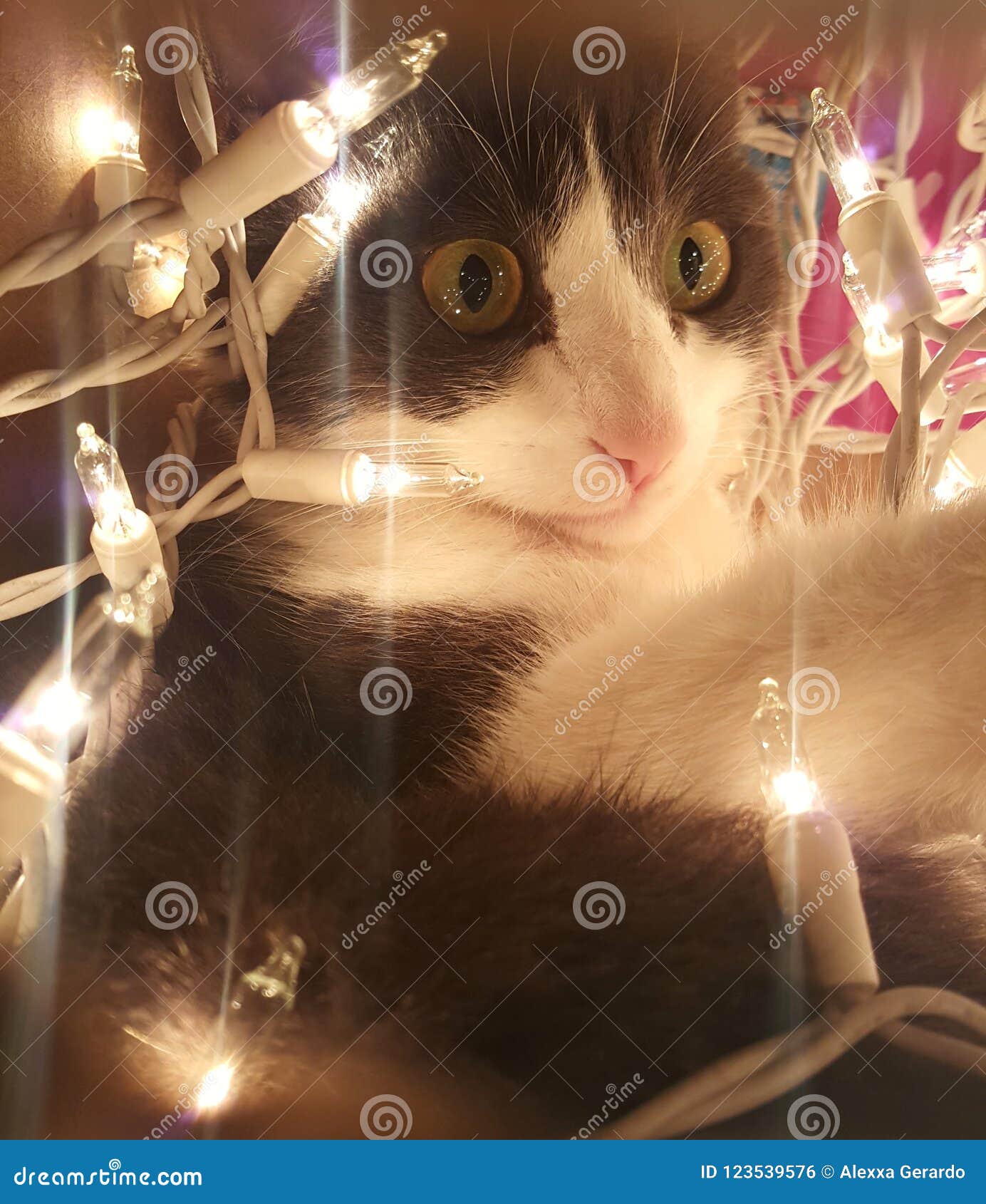 Luces foto de archivo. Imagen de luces, gato, gatito - 123539576