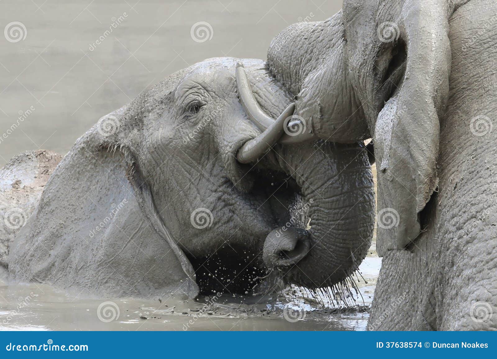 Lucha Del Fango Del Elefante Foto de archivo - Imagen de animal, enorme ...