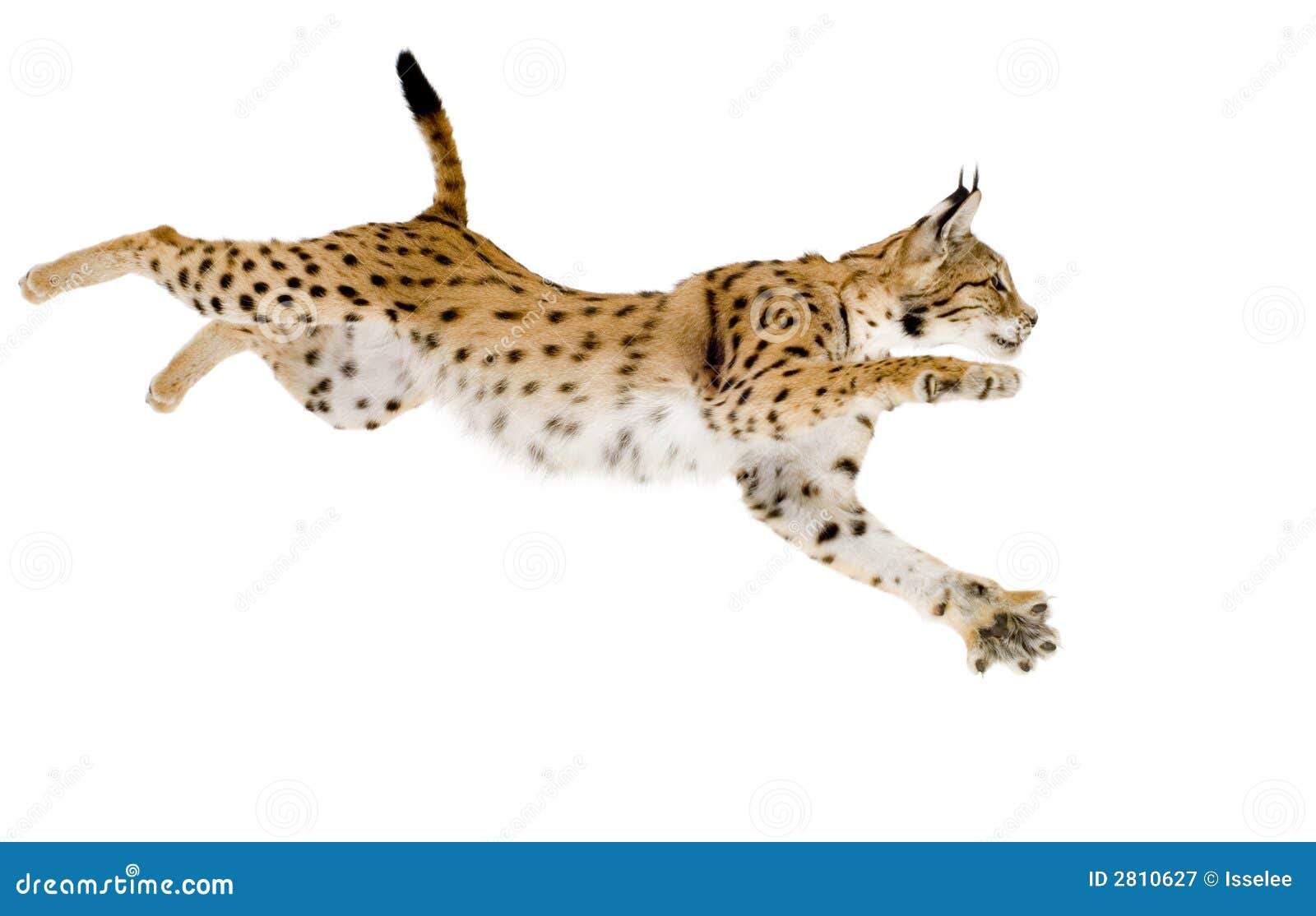 Luchs (2 Jahre) stockbild. Bild von sprung, tatze, ohren - 2810627