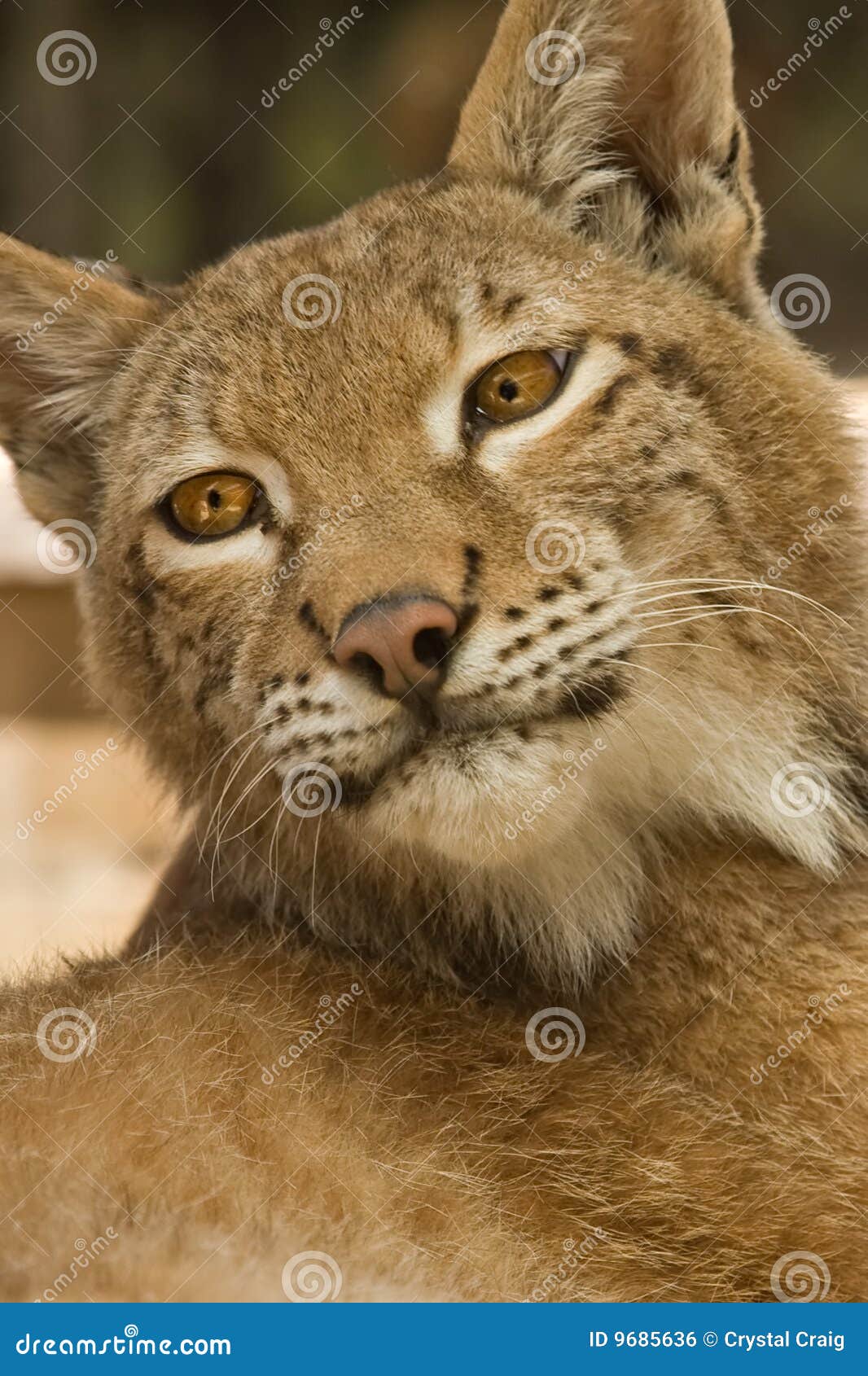 Luchs stockfoto. Bild von pelz, gold, wildnis, katze, nahaufnahme - 9685636