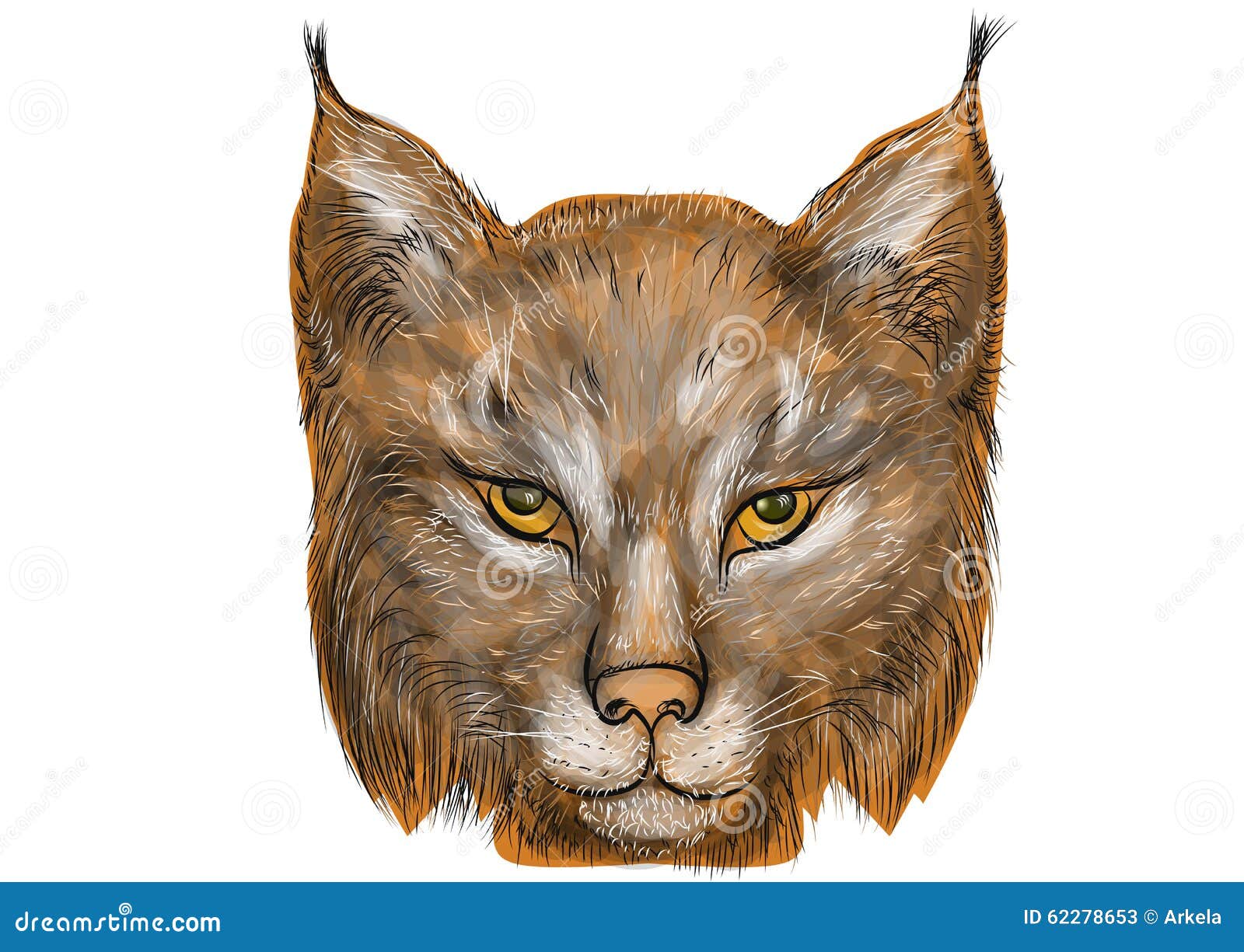 Luchs auf Weiß vektor abbildung. Illustration von luchs - 62278653