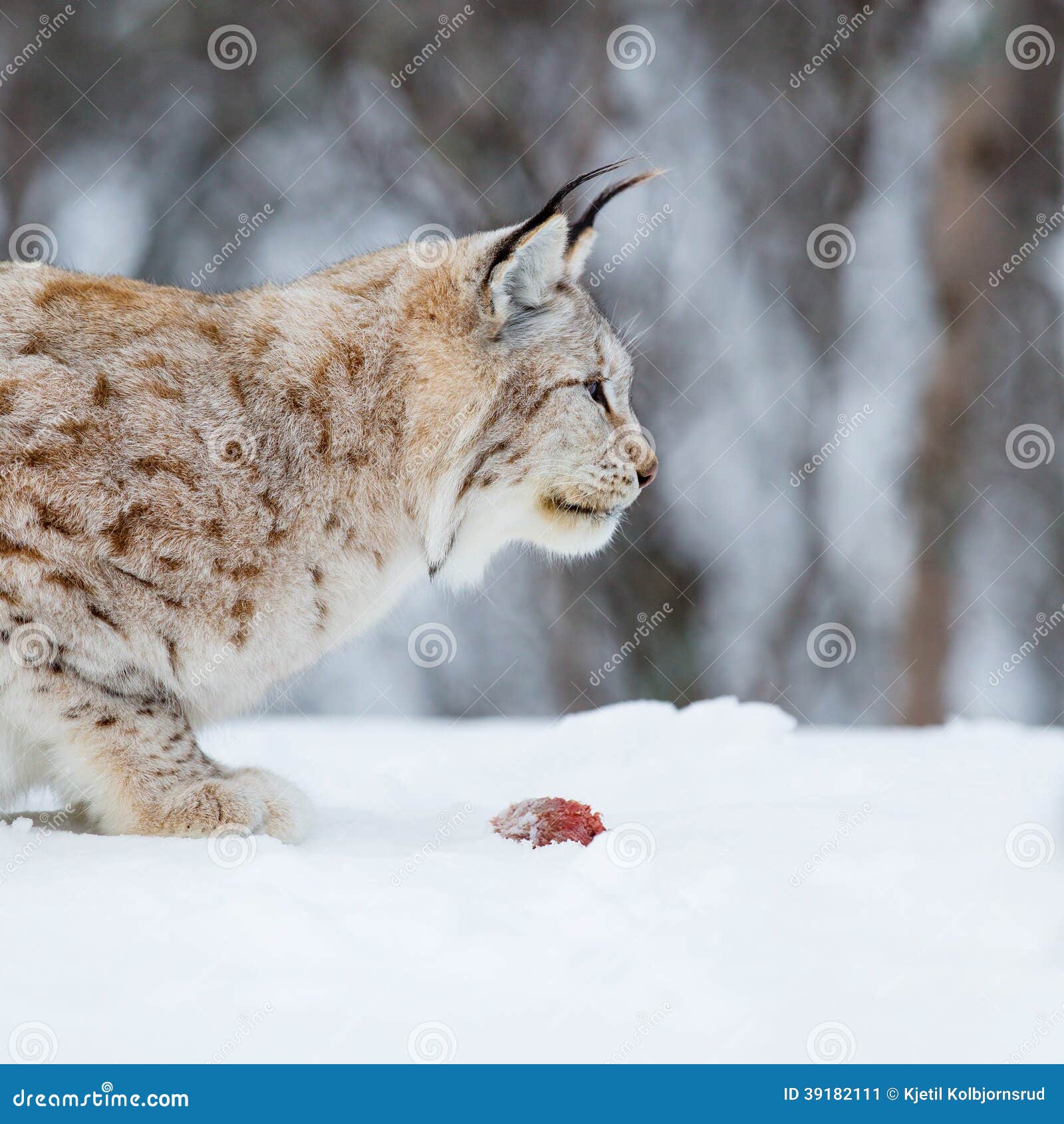 Luchs Mit Lebensmittel Im Mund Stockbild - Bild von fleisch, nordisch ...
