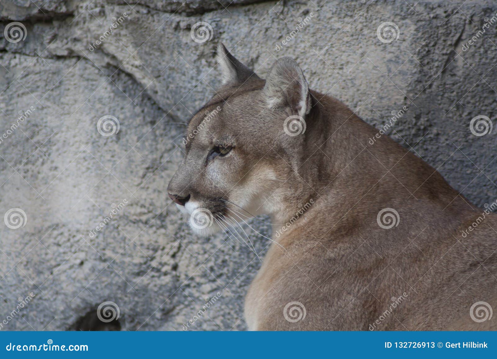 Luchs Oder Puma, Puma Concolor Stockbild - Bild von felsig, berge ...
