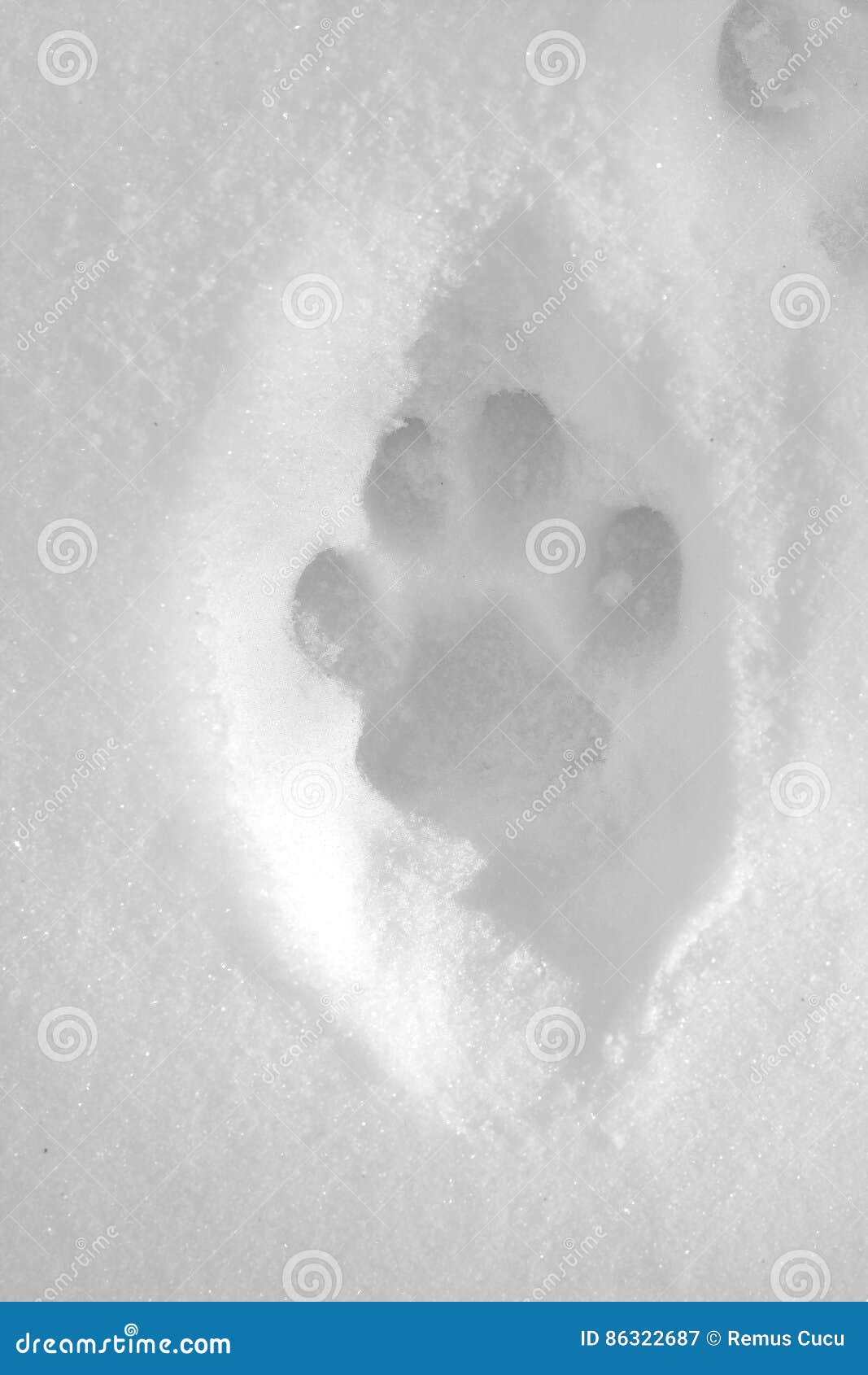 Luchsspuren im Schnee stockbild. Bild von rosa, landschaft - 86322687